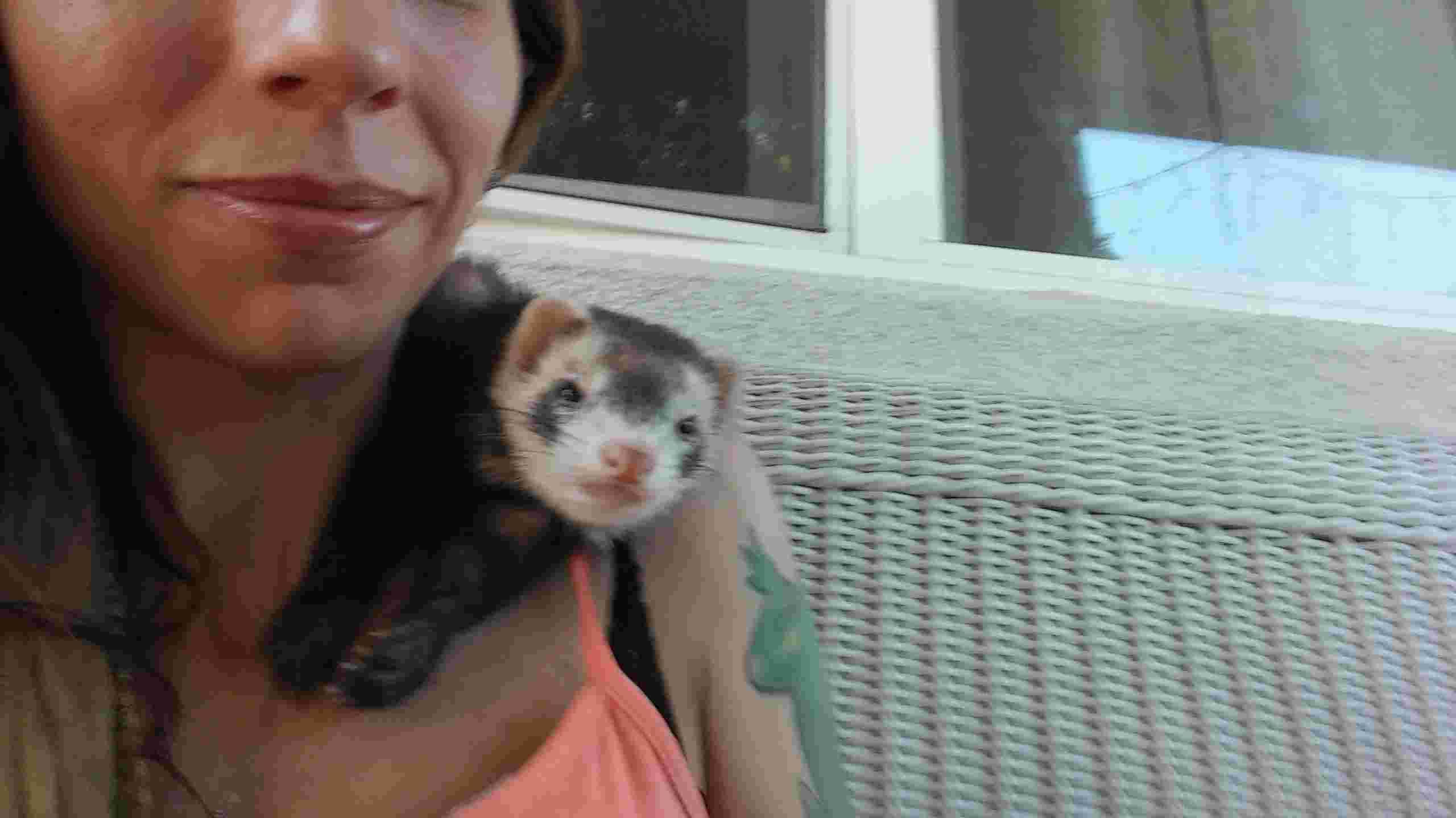 My Ferret Has Oral Cancer: How to Manage Pain & Comfort | Petco