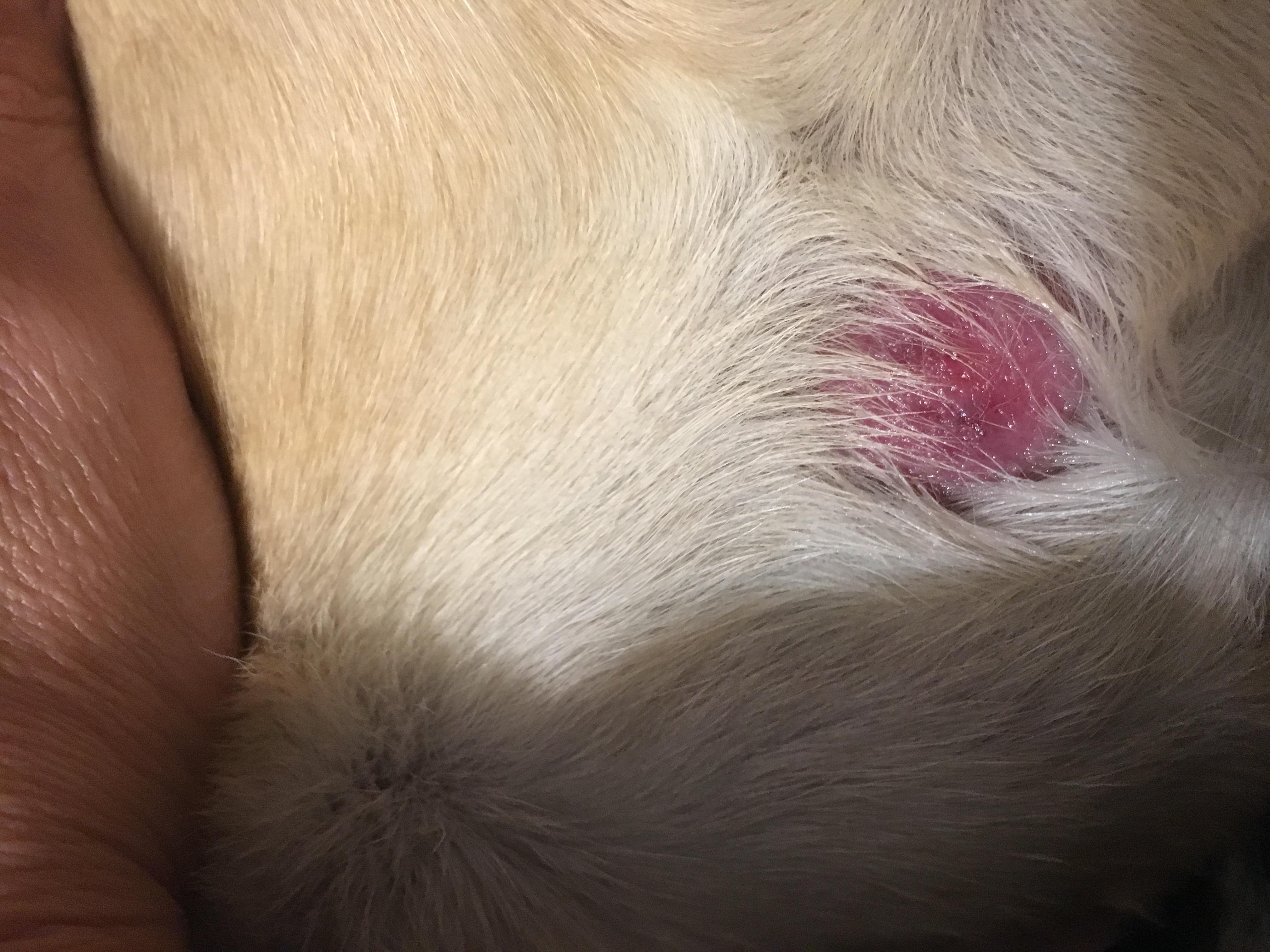 Why does my dog have a crusty skin spot with curly hair? | Petco