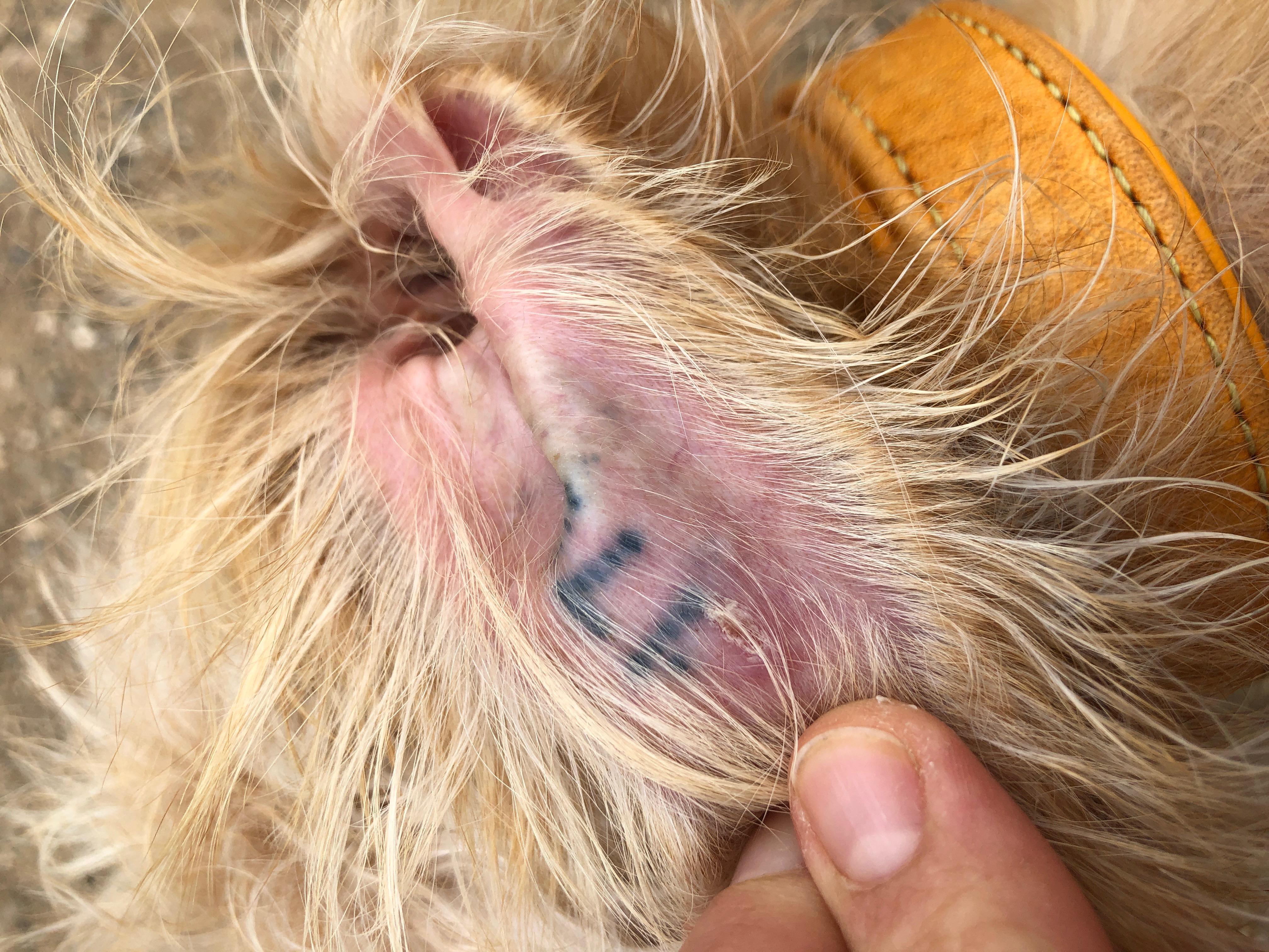 Dog Ear Rash: What Causes Dry, Flaky Skin in Your Dog's Ear? | Petco