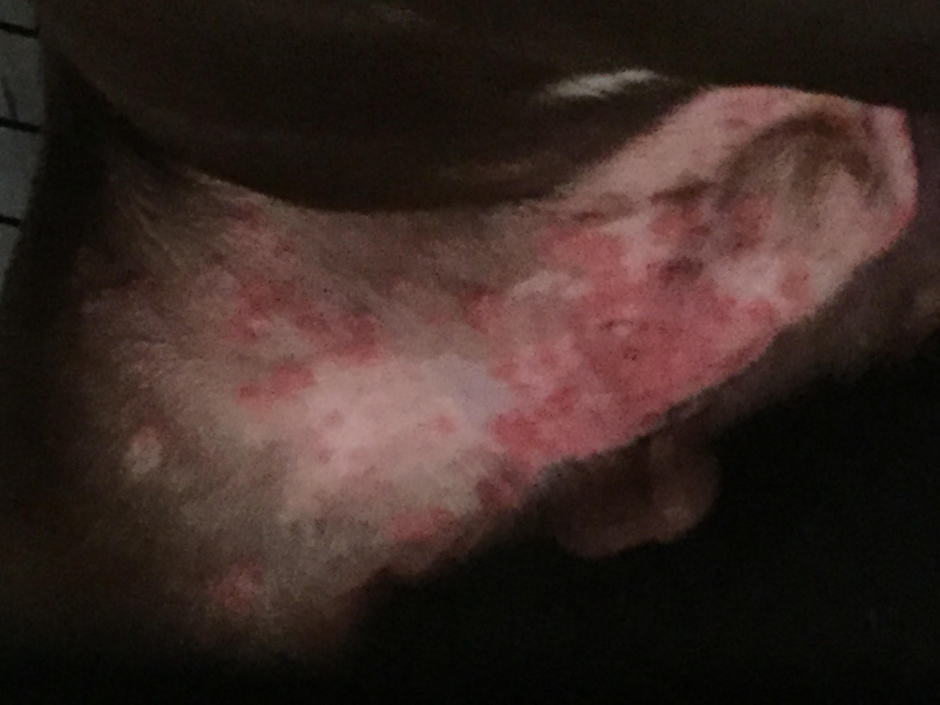 Why is my dog licking and biting a red rash on his groin? | Petco