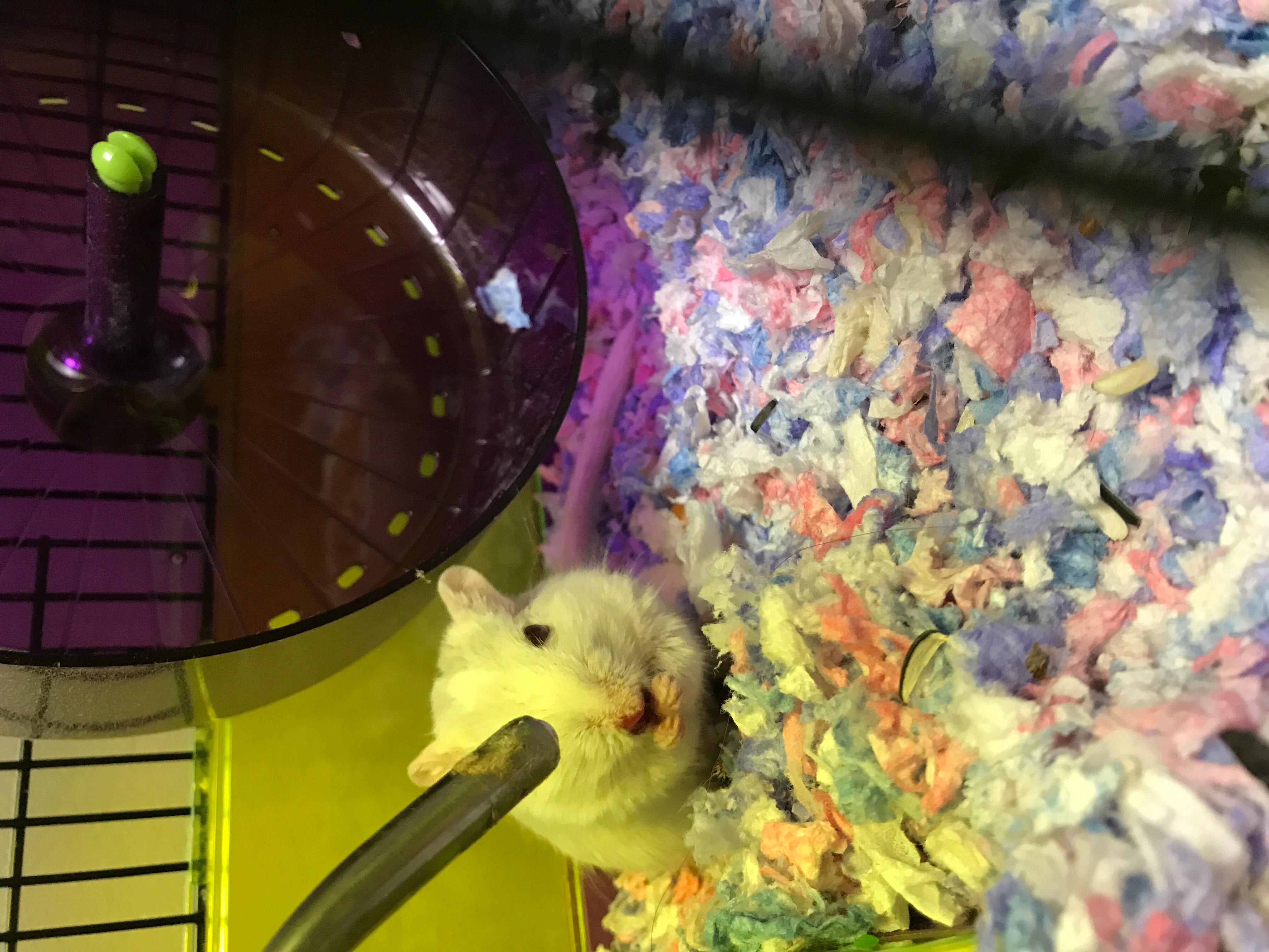 What to do if your gerbil's nose is sore and bleeding from chewing? | Petco