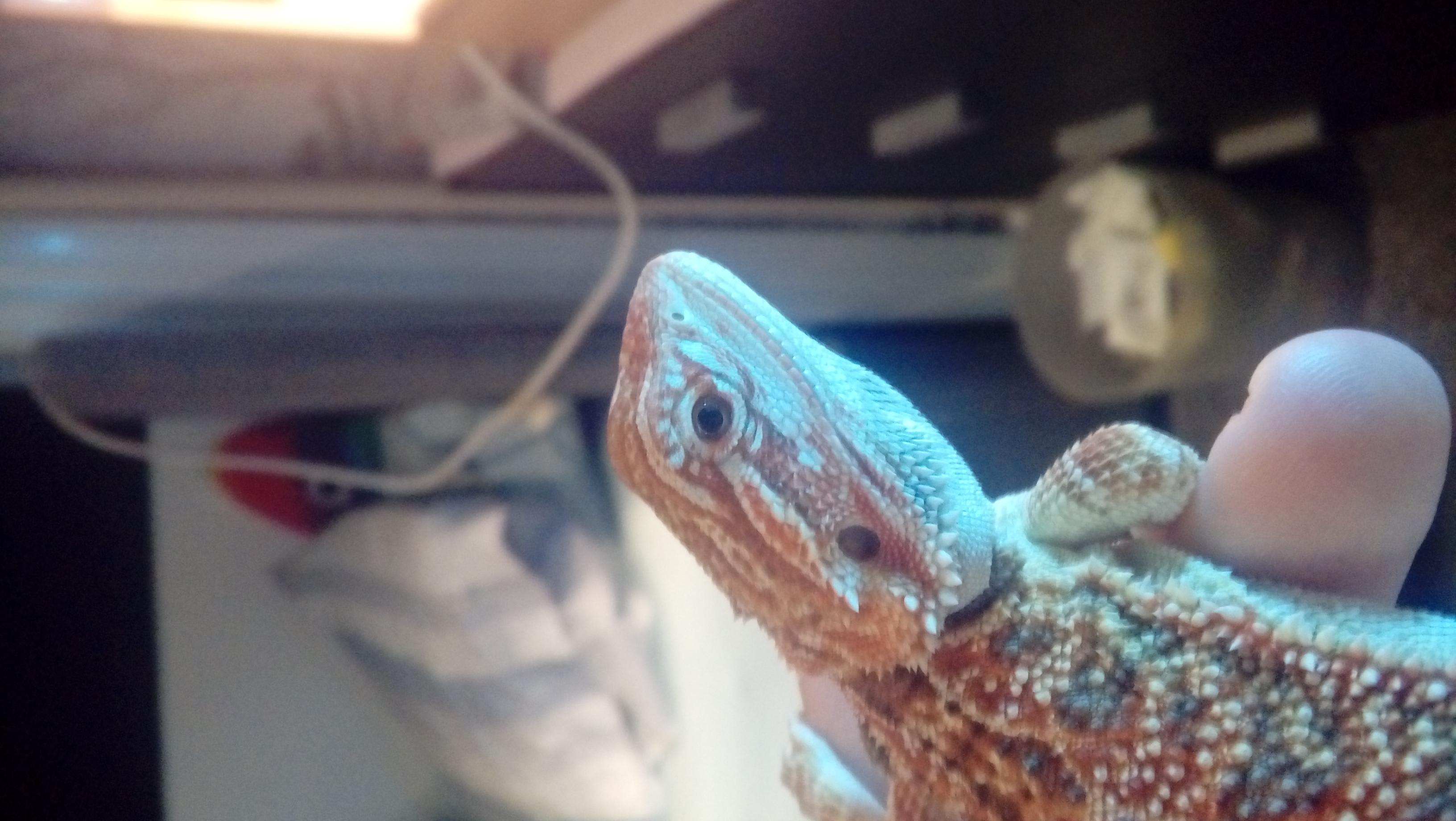 My bearded dragon's eyes are droopy. Is this normal or a problem? | Petco