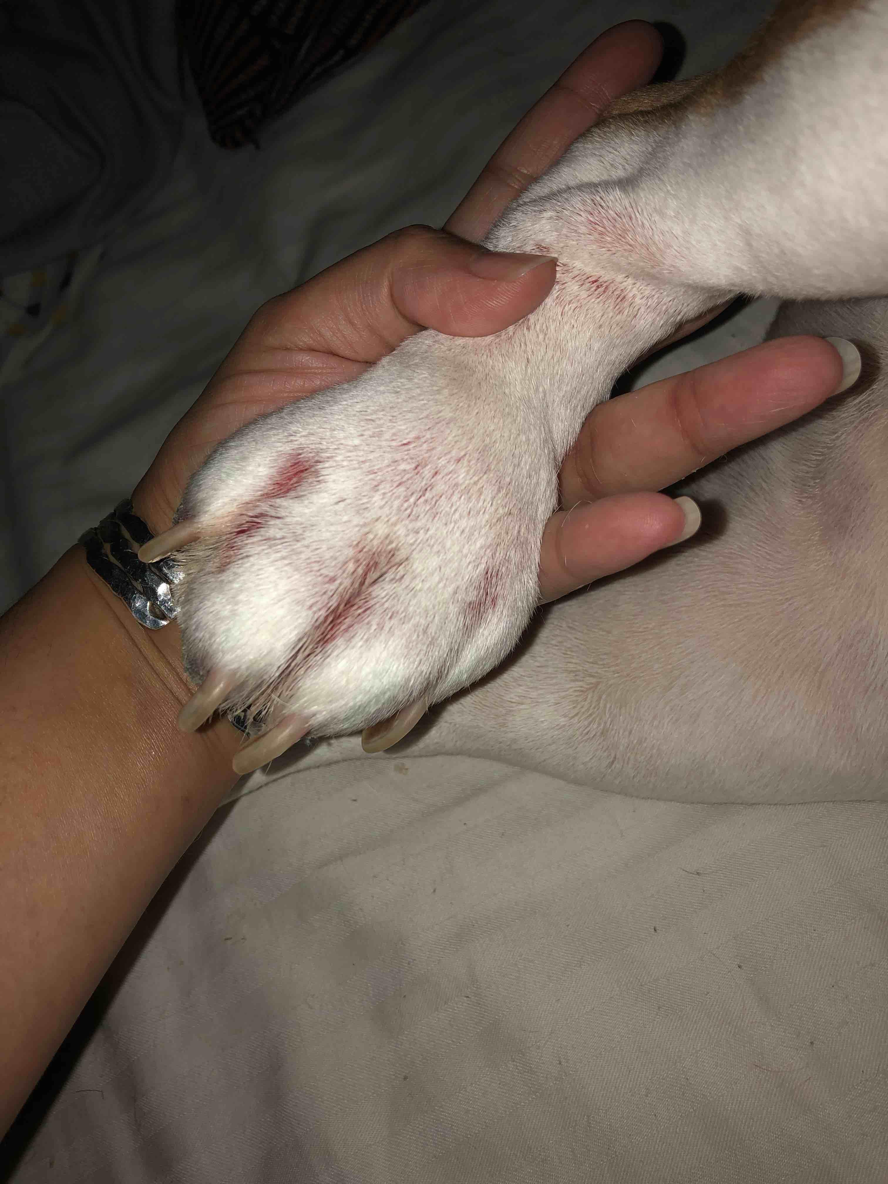 My dog's paw is swollen and she's panting. Should I go to the vet? | Petco