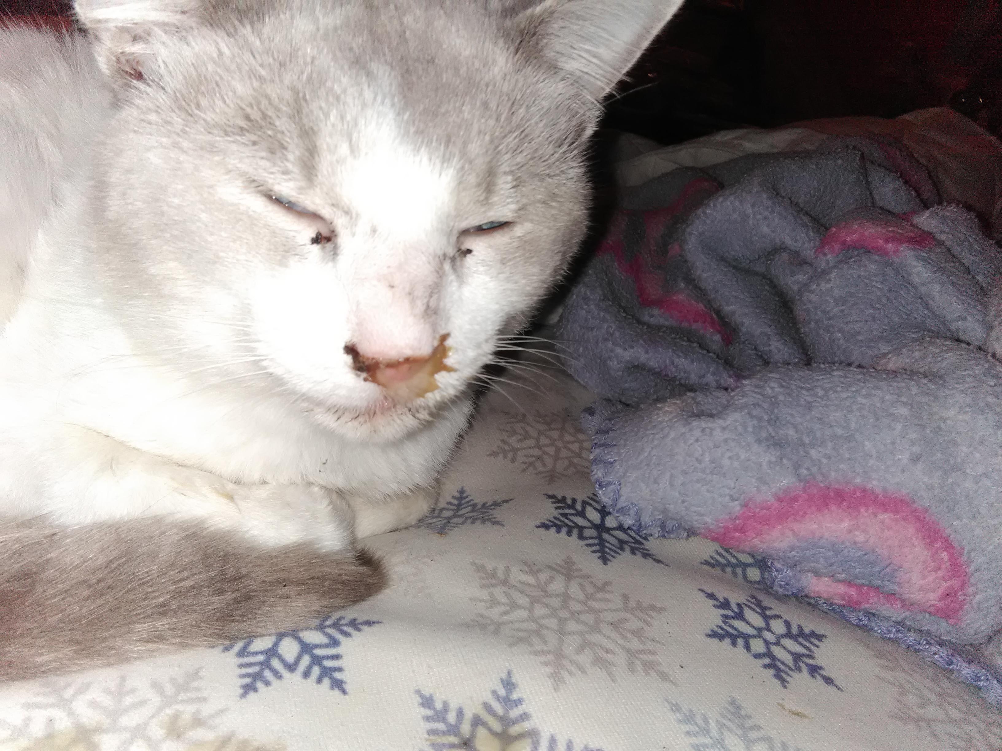 Why Is My Cat's Head Swollen, Eyes Glossy, Breathing Labored? | Petco