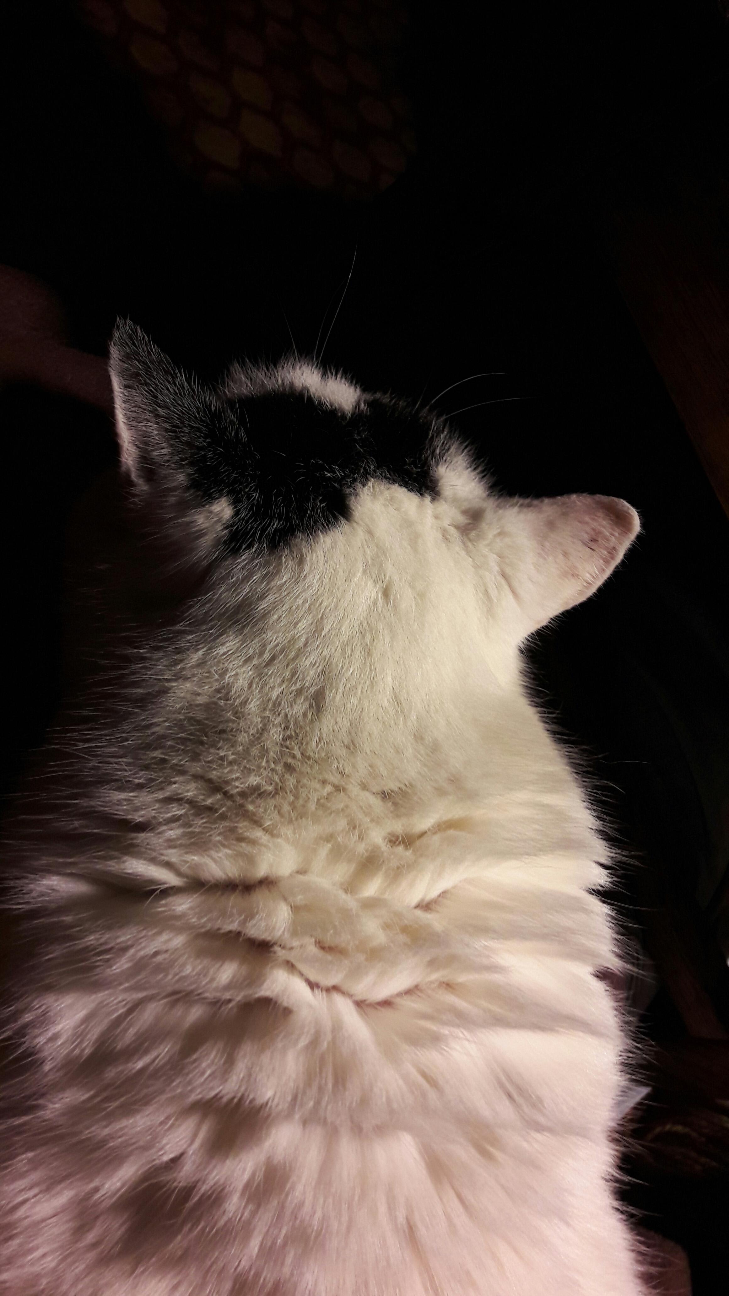 Should you surgically remove your older cat's ear ulcer for SCC? | Petco