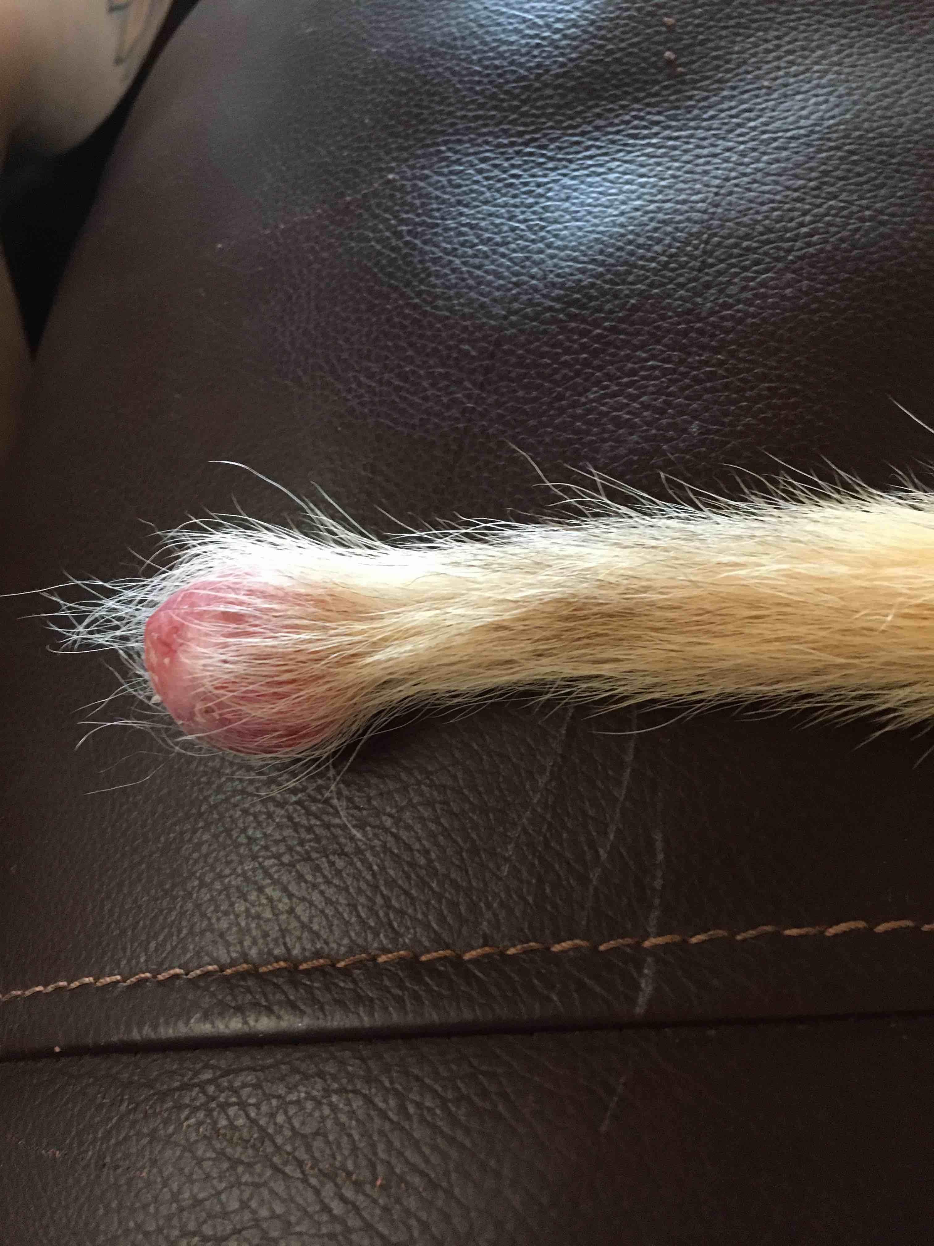My Rescued Ferret's Tail: Is It an Injury or Tumor? Learn More | Petco