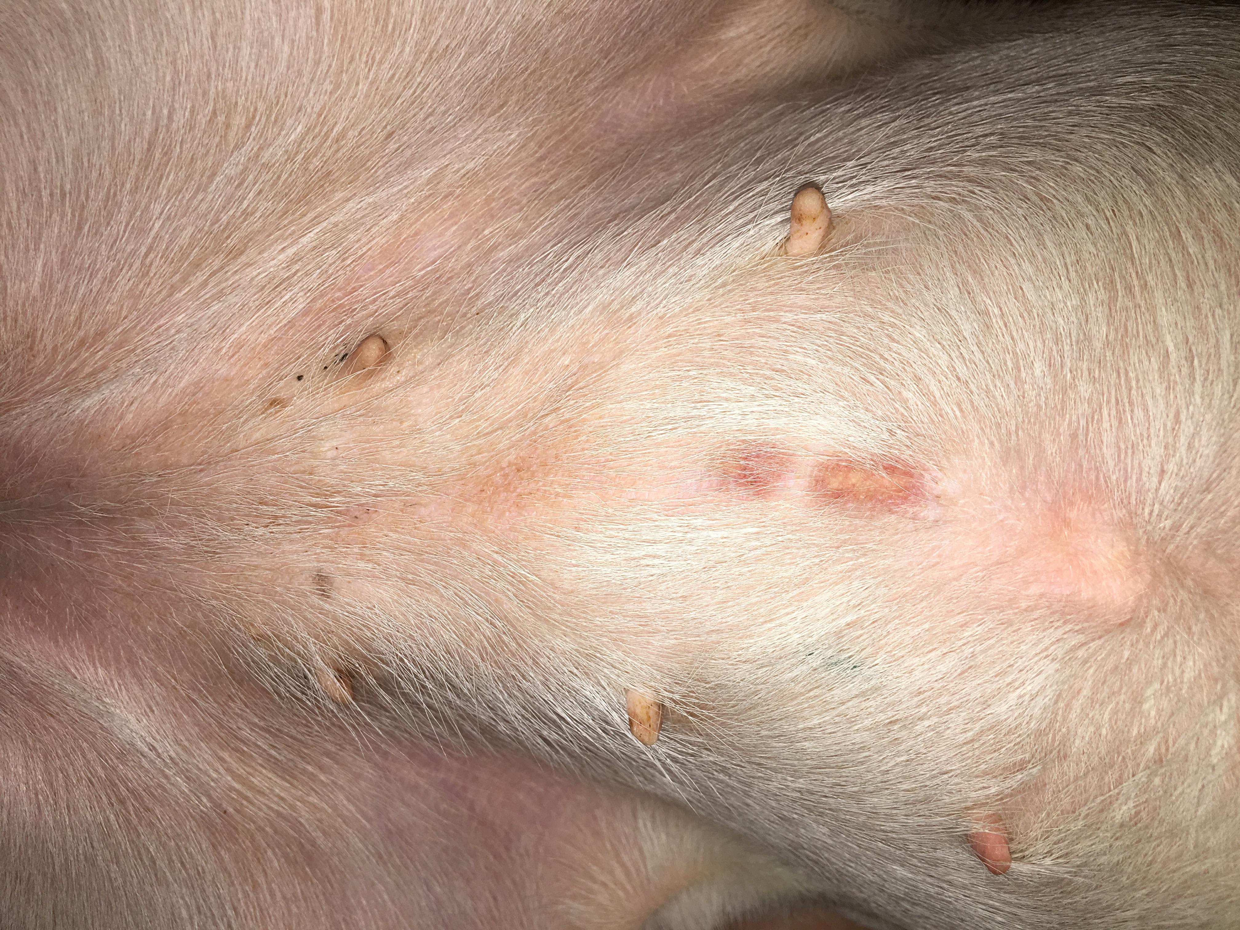 Red Bumps on Dog's Spay Incision 11 Months Later? Find Out Now | Petco