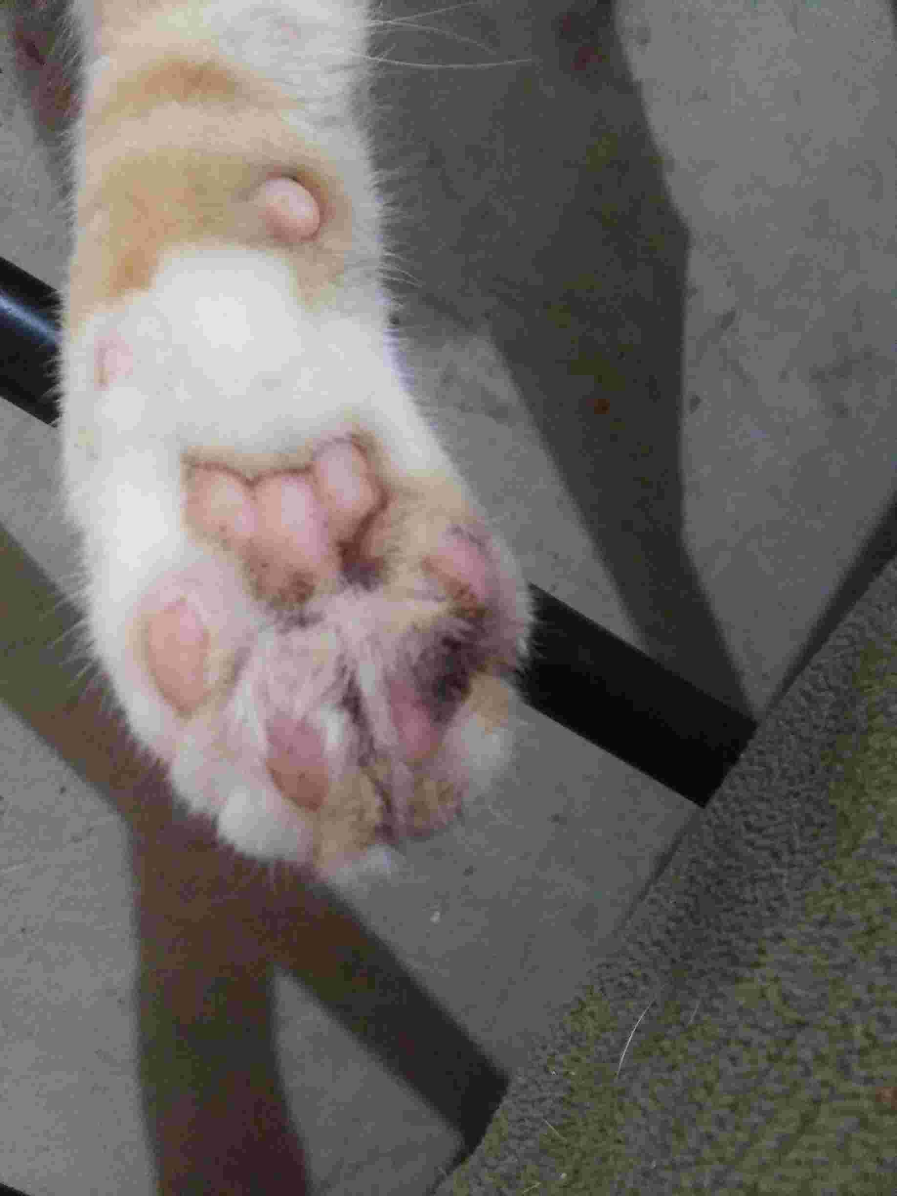 My Cat's Injured Paw: Limping & Favoring It? See a Vet? | Petco
