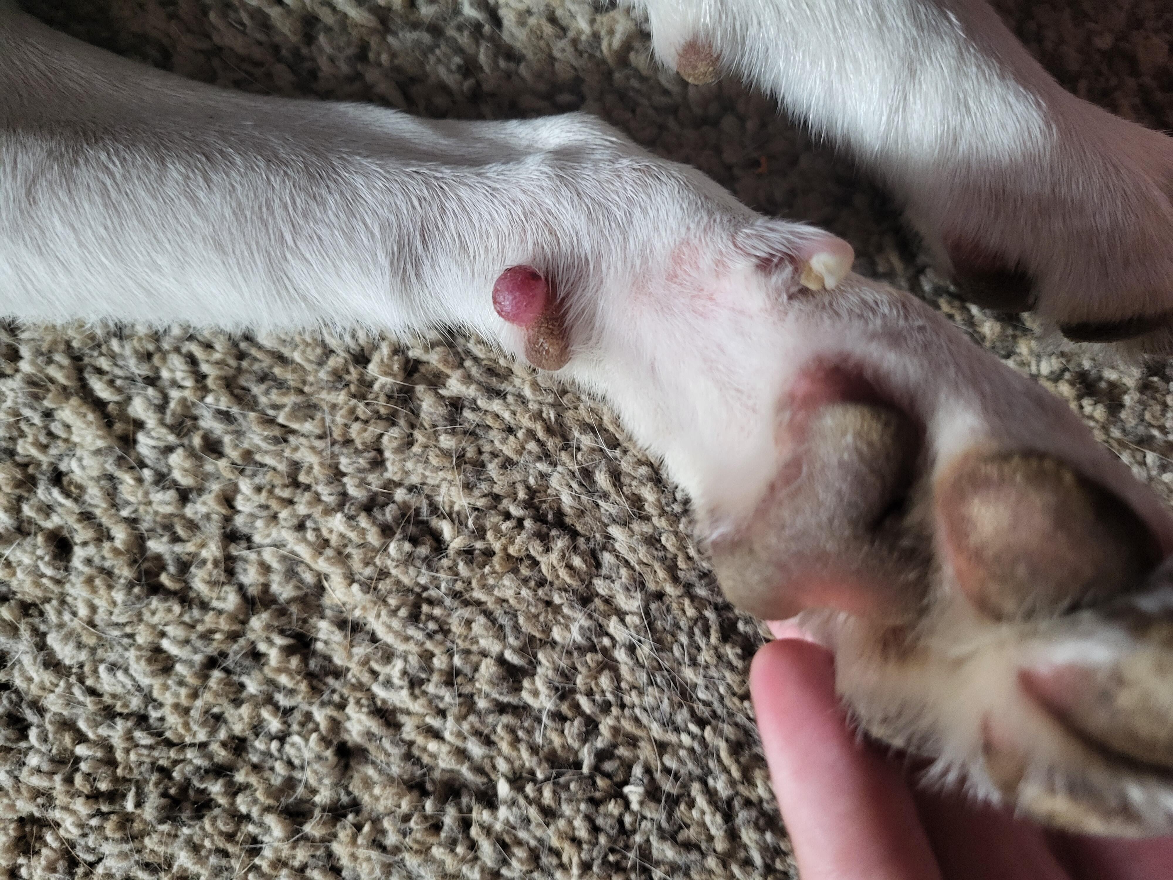 Dog has a growth on paw, licking & limping. What is it? | Petco