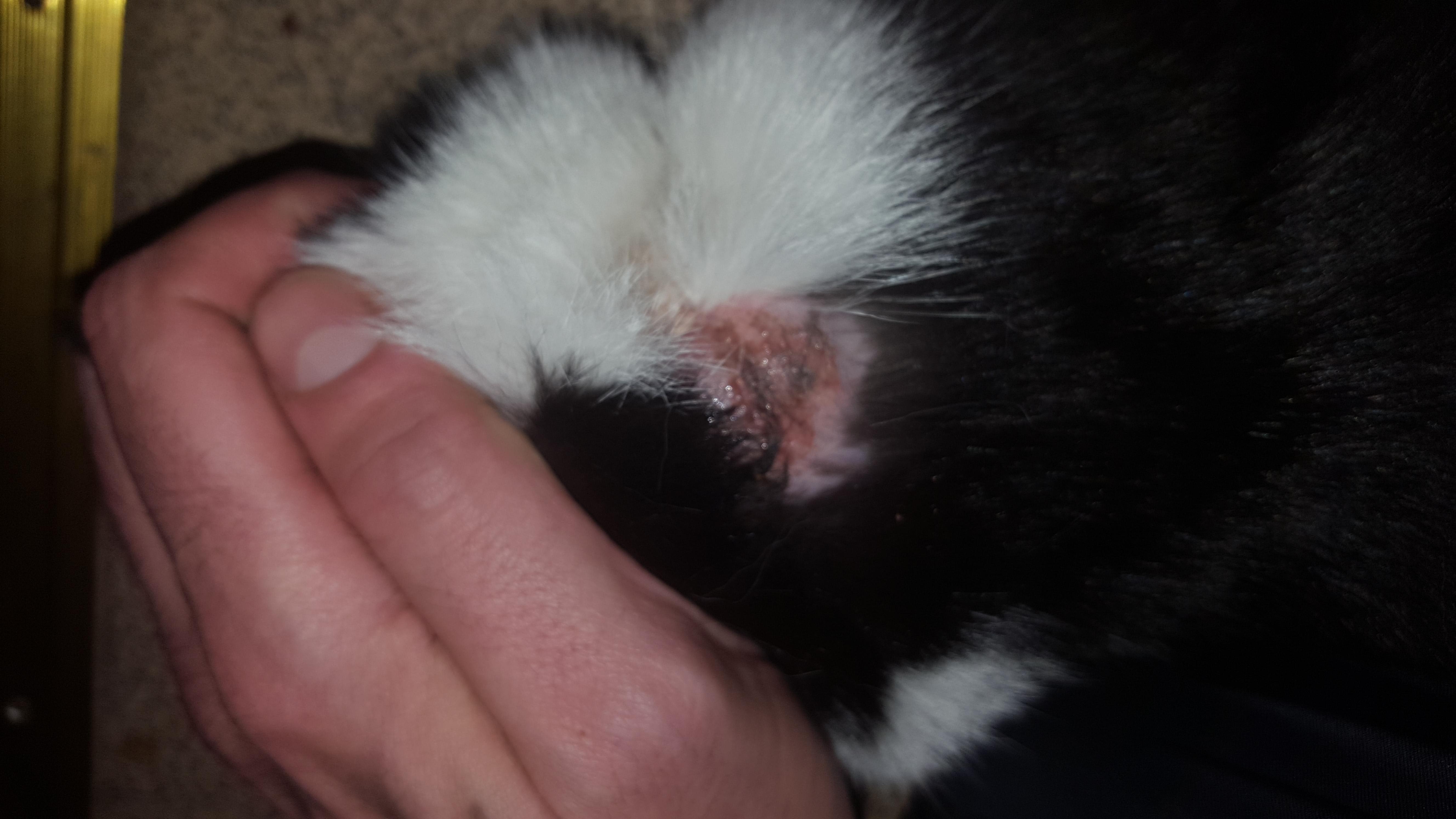 What's that spot on your cat's skin? Infection or trauma? | Petco