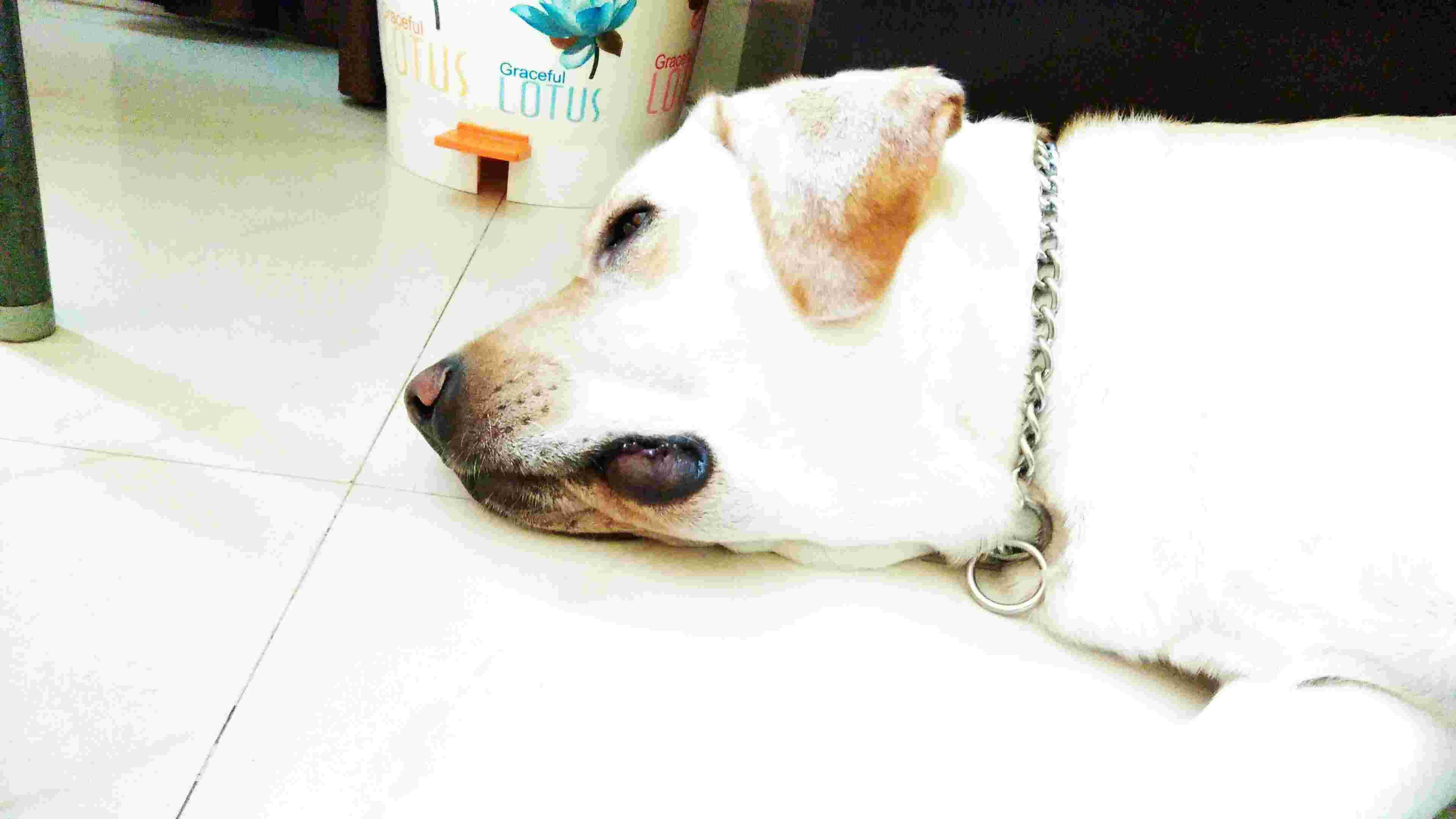 My Lab Has a Swollen Lower Lip: What Should I Do Right Now? | Petco