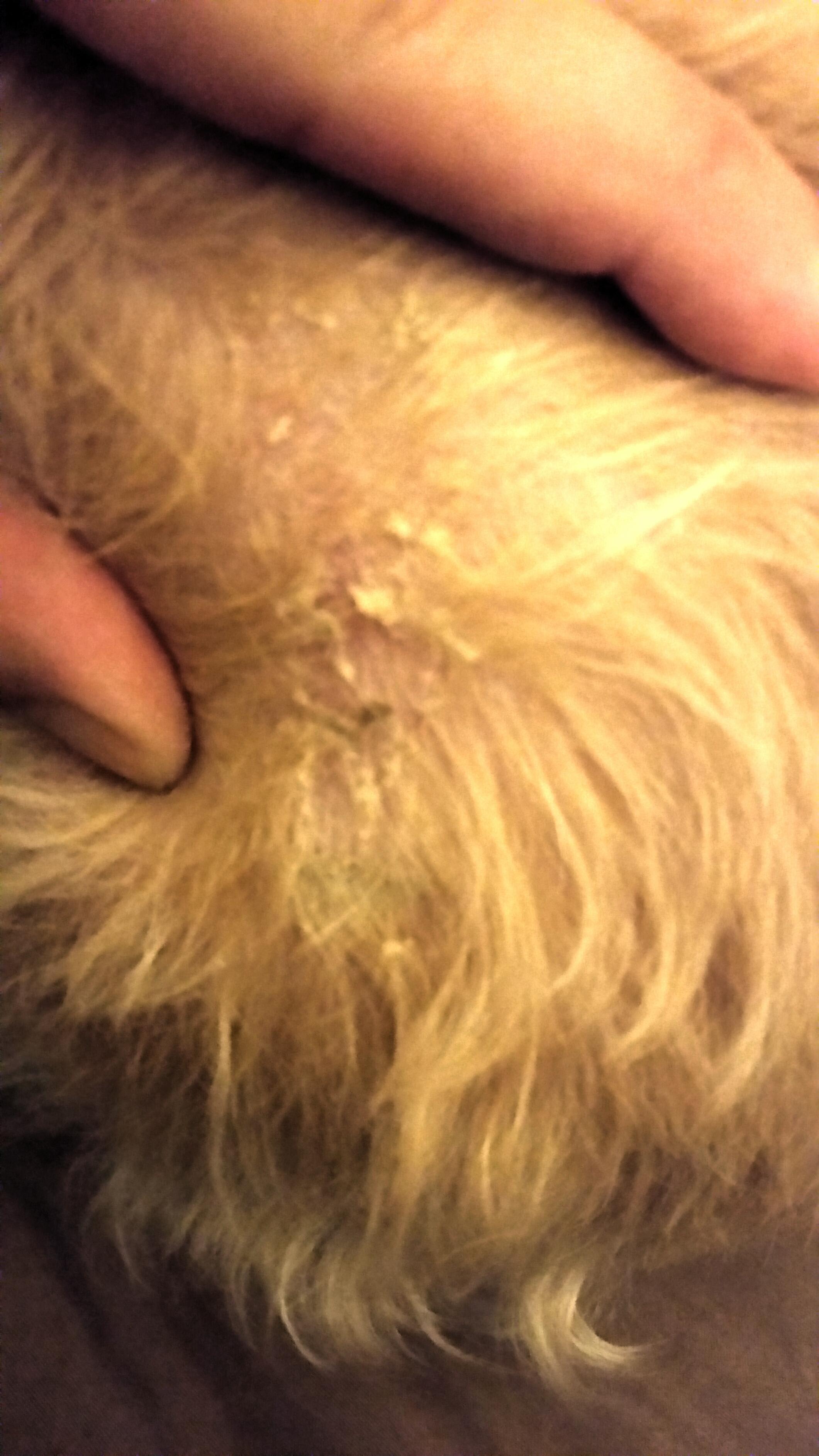 What Causes White Crusty Scabs & Flaky Skin on My Dog? | Petco