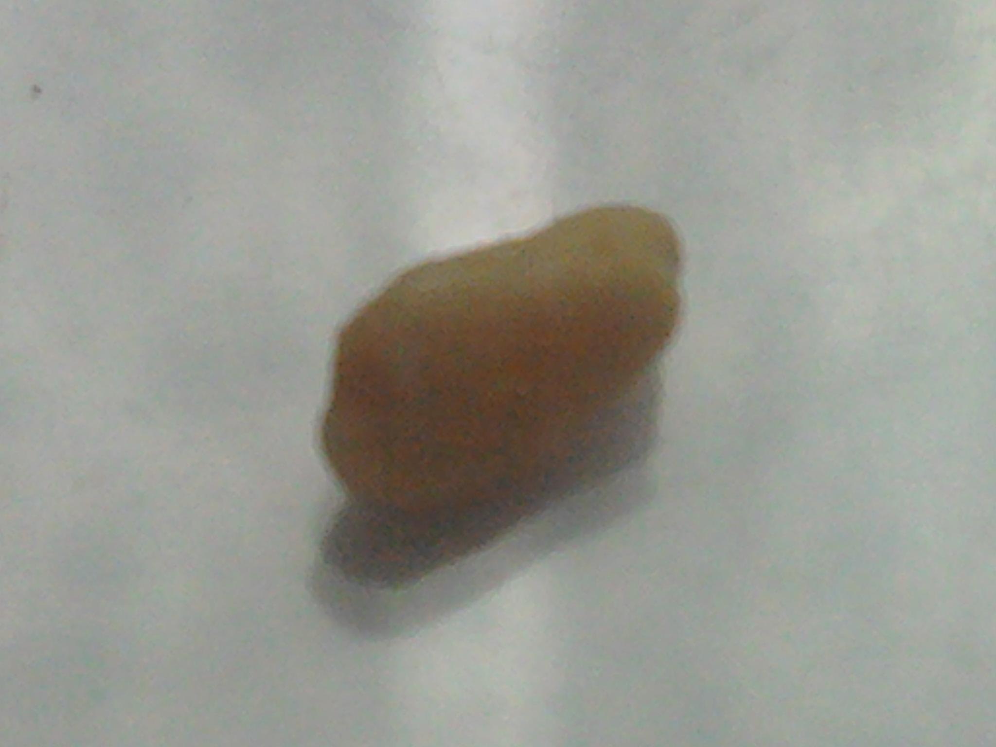 What Are Yellow Corn-Like Bits in Your Puppy's Stool? | Petco