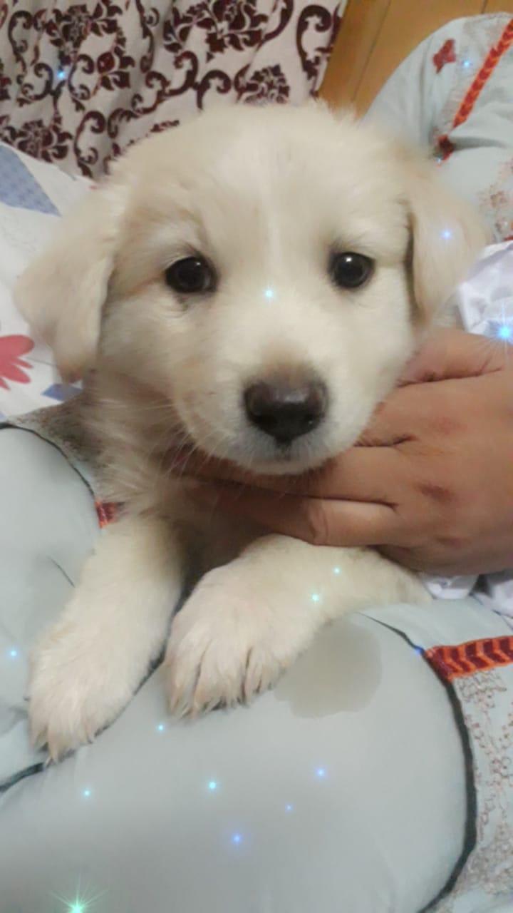 Is my puppy's extra toe a sign of Great Pyrenees mix? | Petco