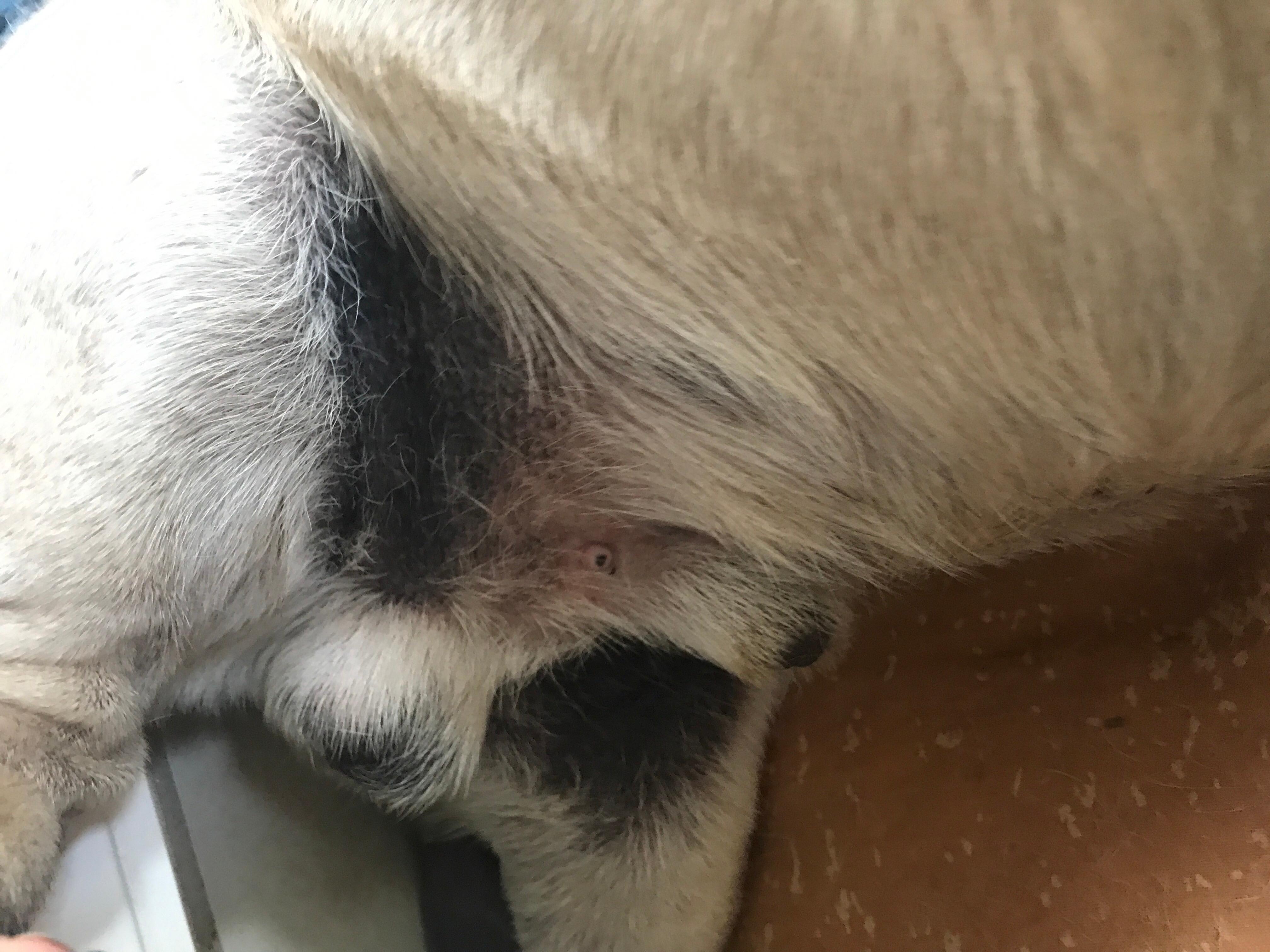 My Pug Has Itchy Skin, Fur Loss, Black Scabs. Is It Skin? | Petco