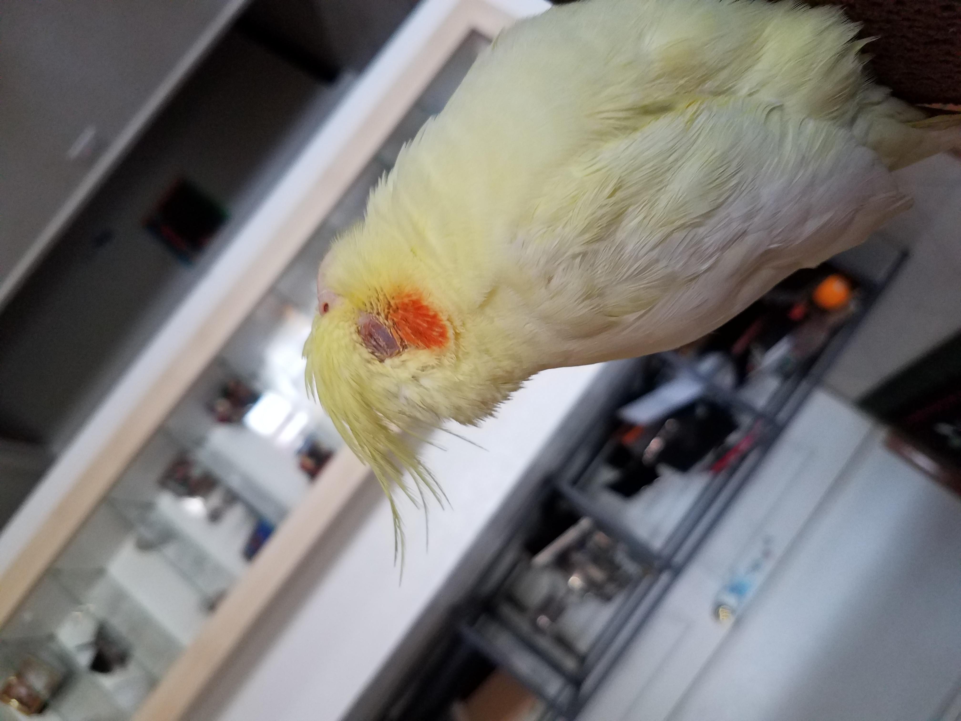 Why is my cockatiel's eye swollen, wing injured, and sick? | Petco