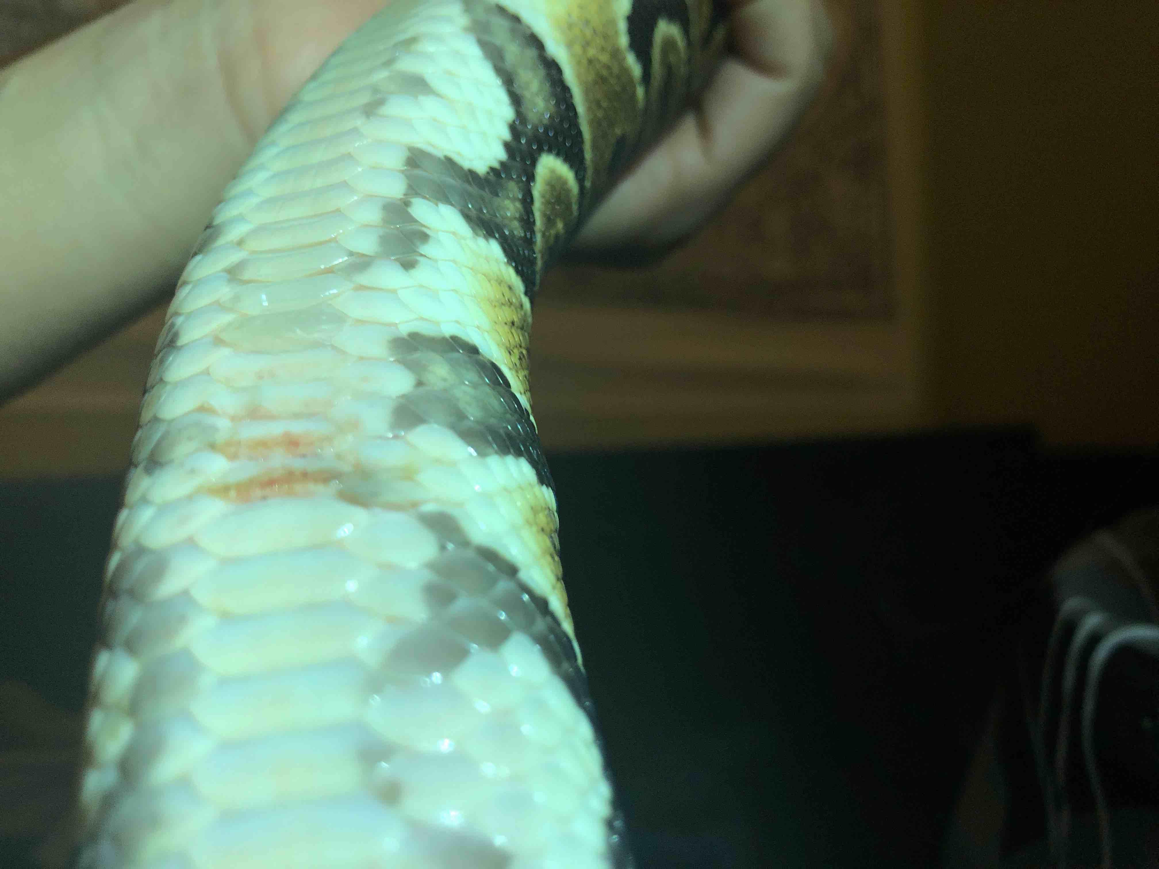 Snake with red blisters & open wounds: Heating pad burn? | Petco