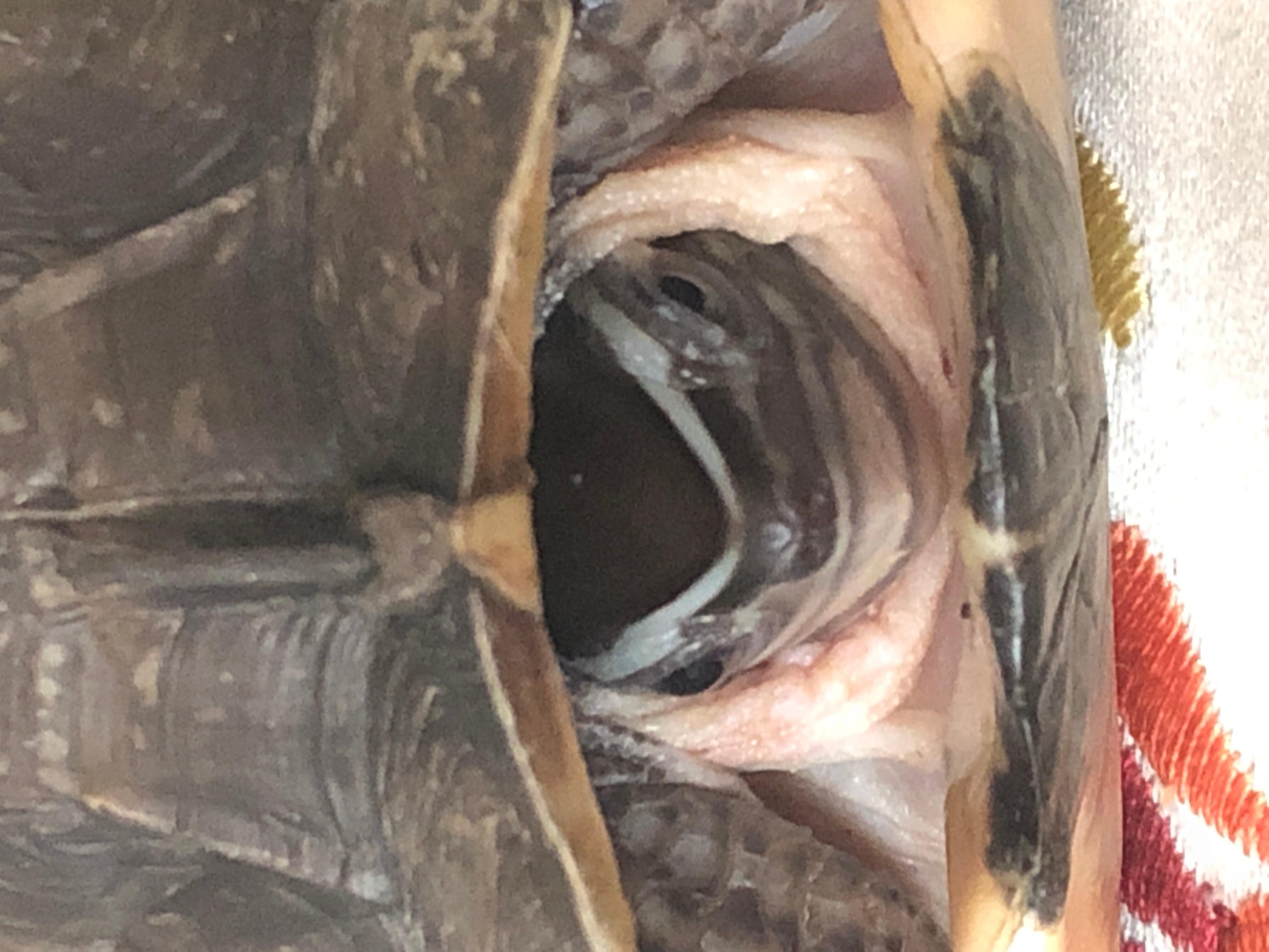 Turtle Puffy Eyes, Won't Eat, Shell Rot? What to Do Now | Petco