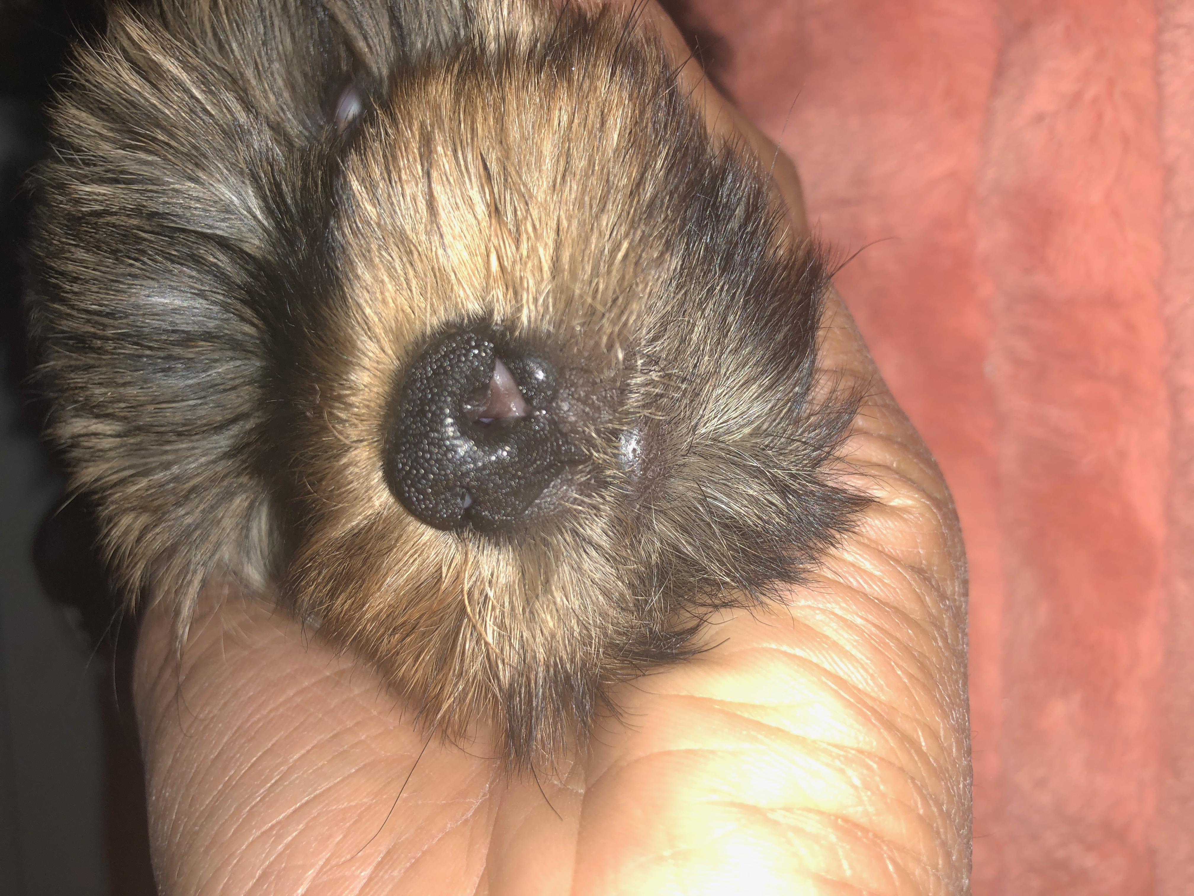 My 8-week-old puppy's nose is deformed. Is it serious? | Petco