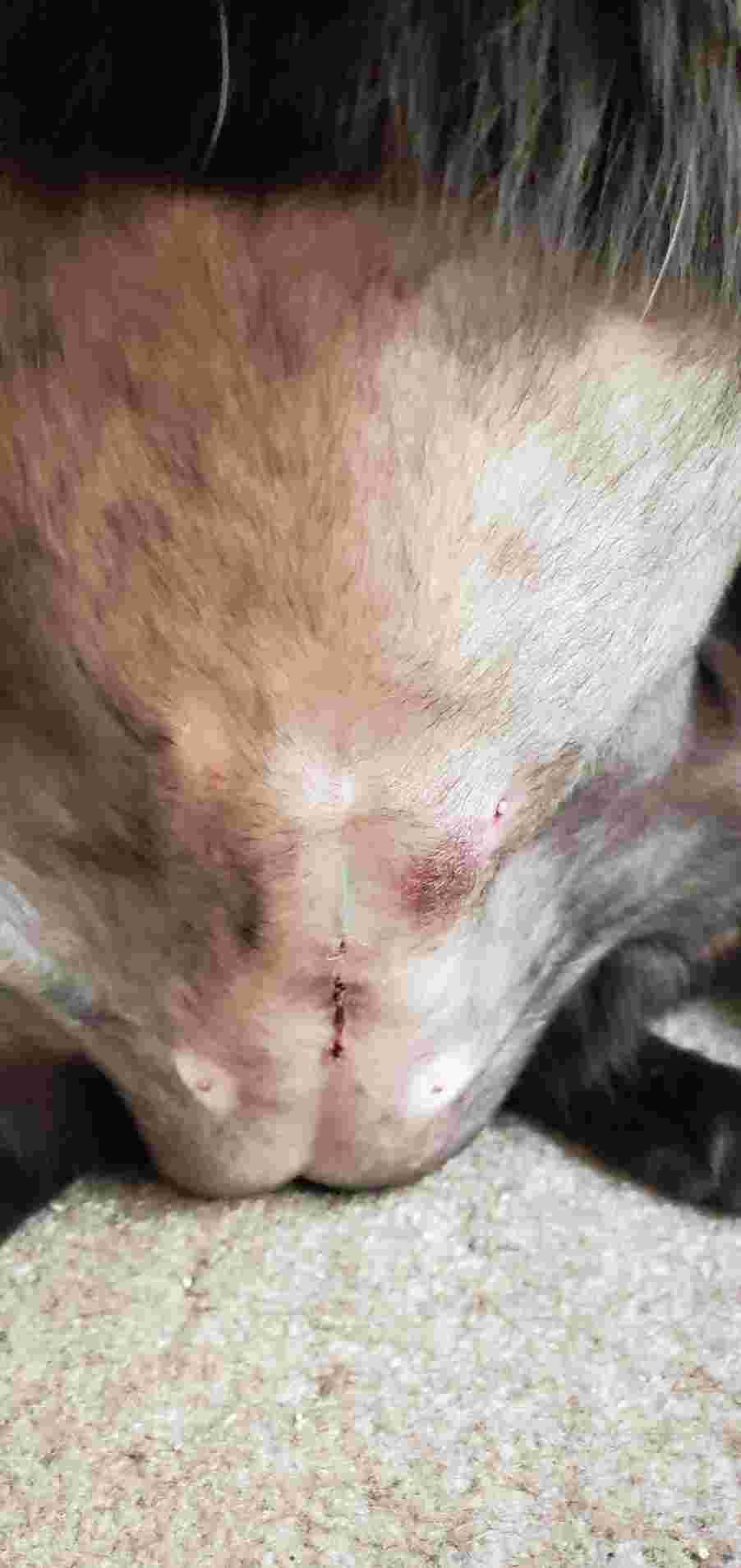 My cat has a bruise near incision after cystoscopy. Is it normal? | Petco