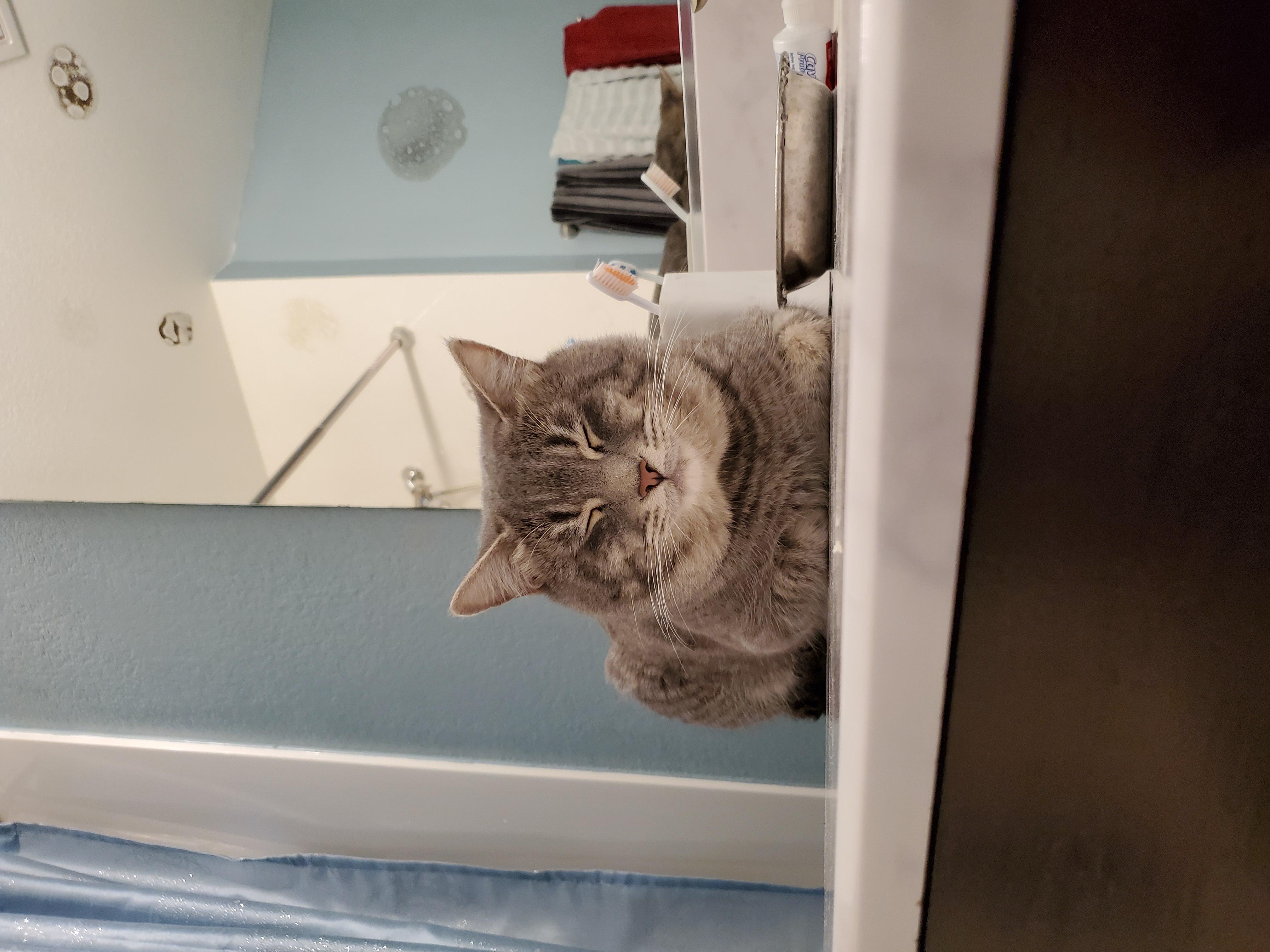 My unneutered male cat's cheeks are huge. Is this normal? | Petco