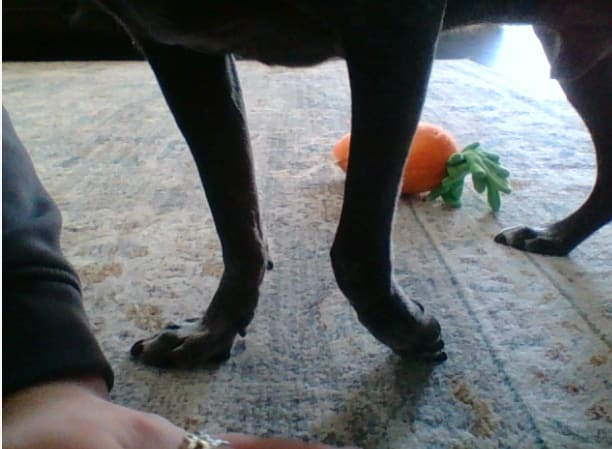 My Senior Dog Yelped, Limps, Can't Straighten Leg. Why? | Petco