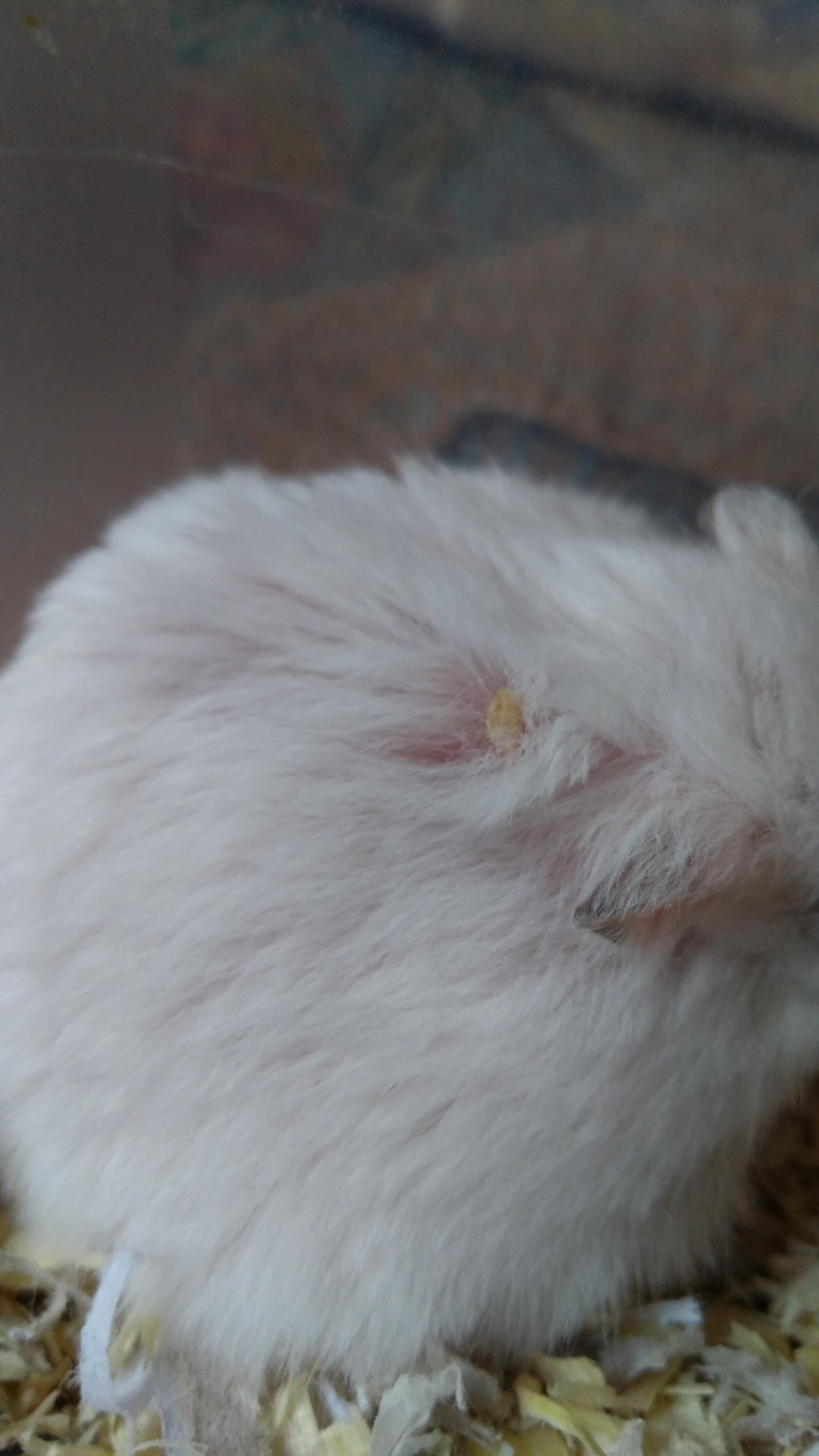 What's a growing bump on my hamster's skin and what should I do? | Petco