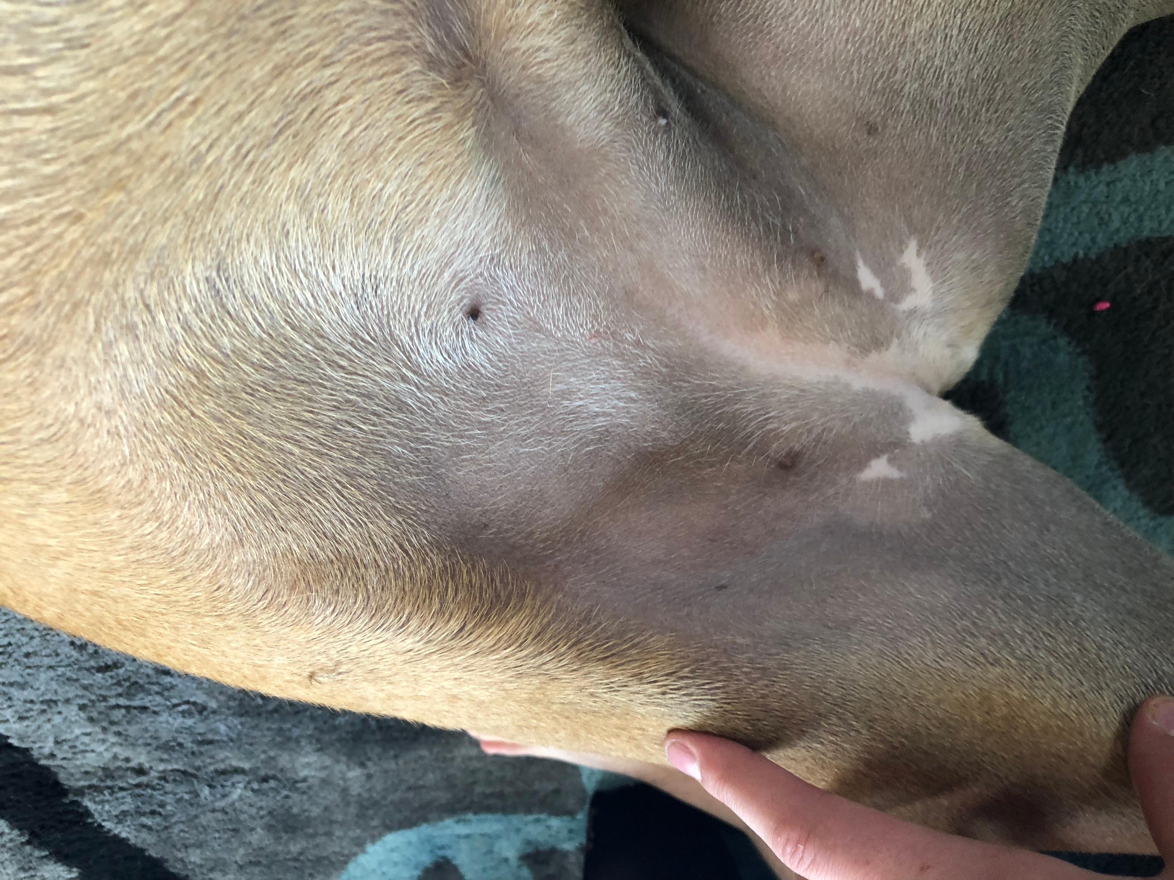 I have a Boxer and her stomach seems to be a darker shade . | Boop by Petco