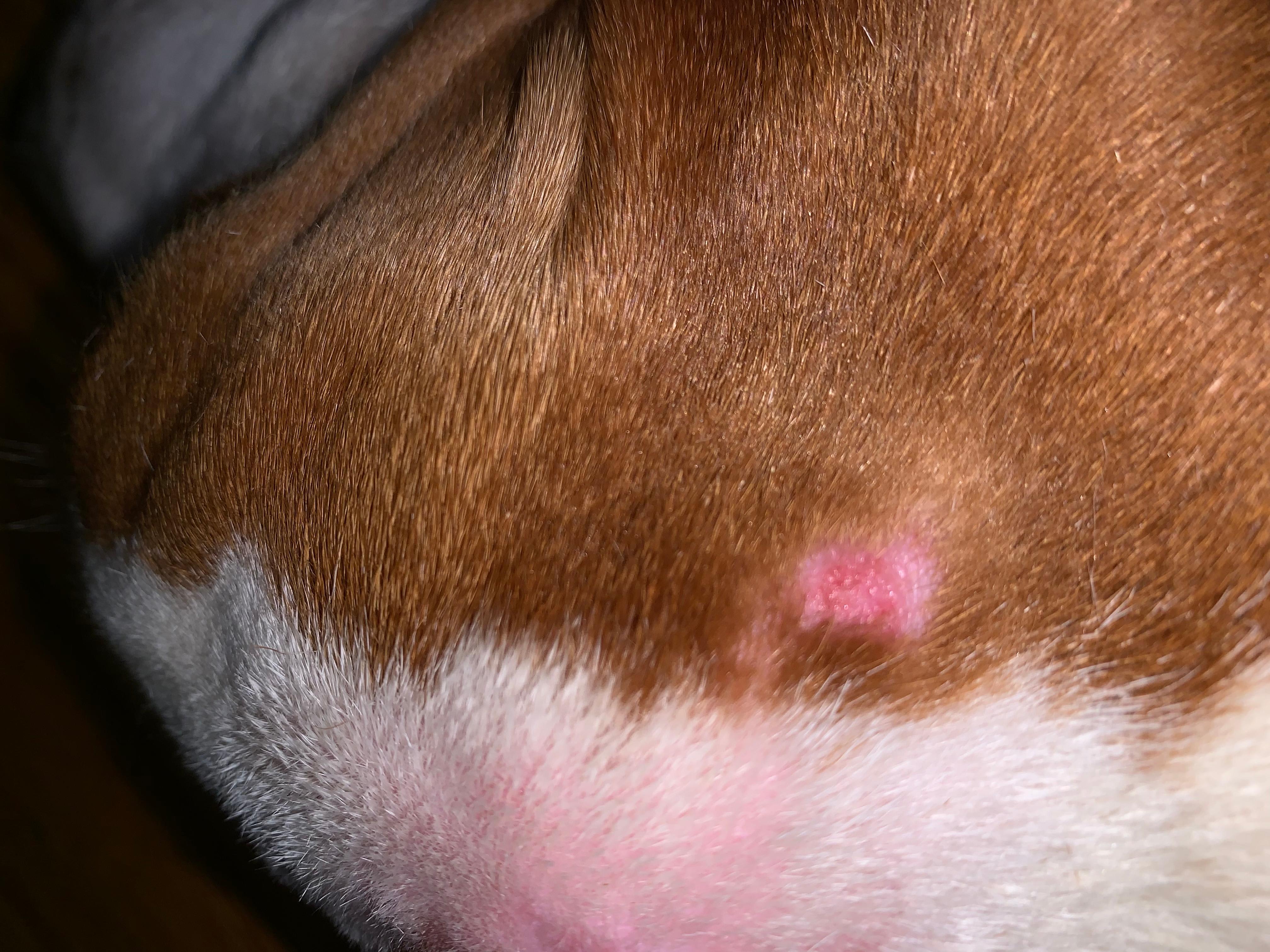 My Dog Has Flies on His Head: Botfly or Skin Infection? Learn More | Petco