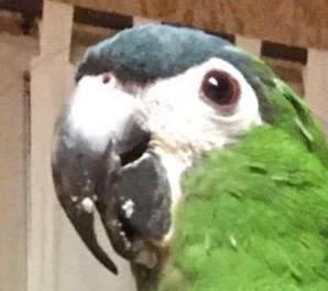 My parrot's beak is crooked. Find surgery costs & alternatives | Petco