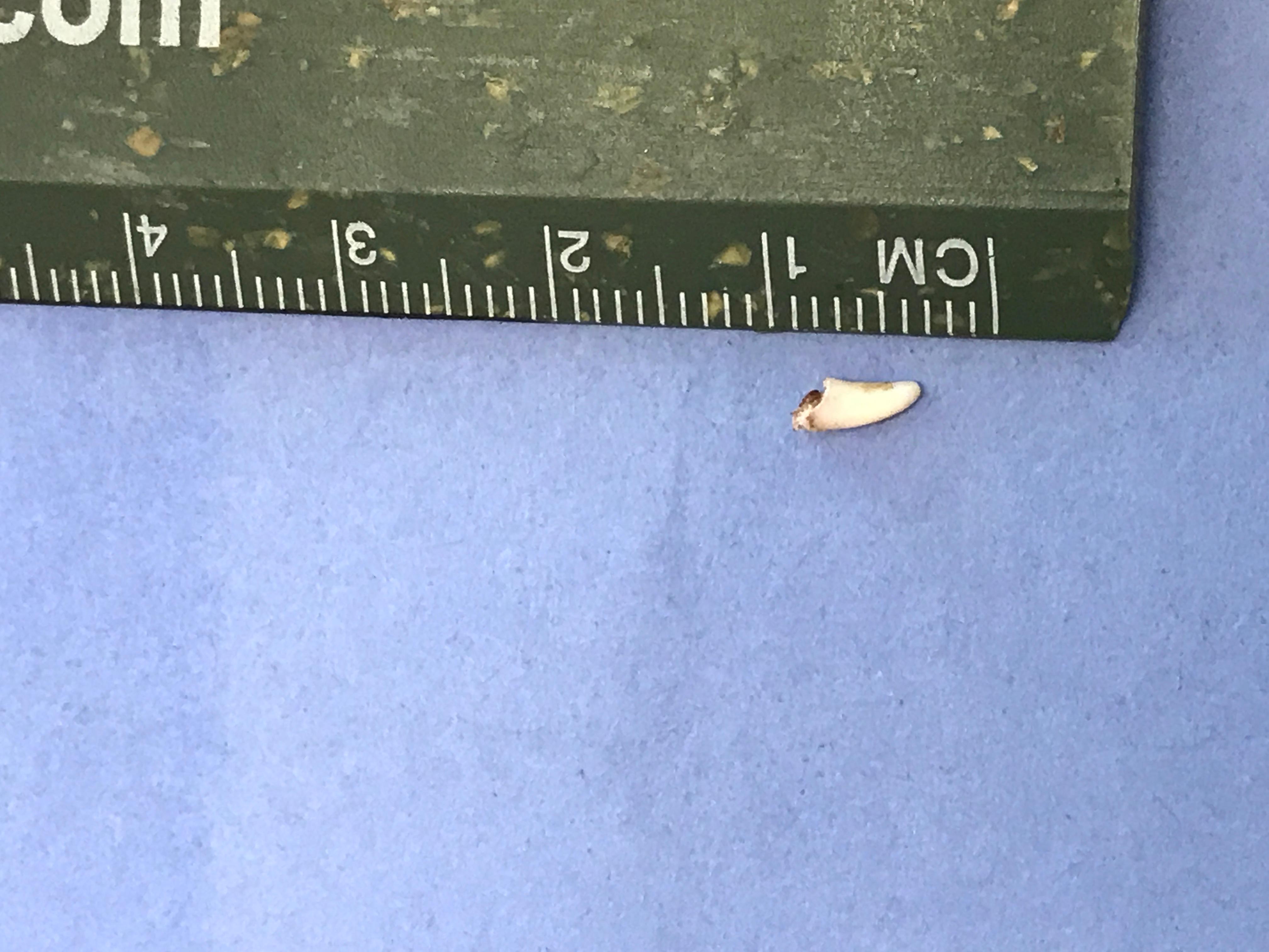 Why is a puppy's baby tooth stuck in its lip or muzzle at 6 months? | Petco