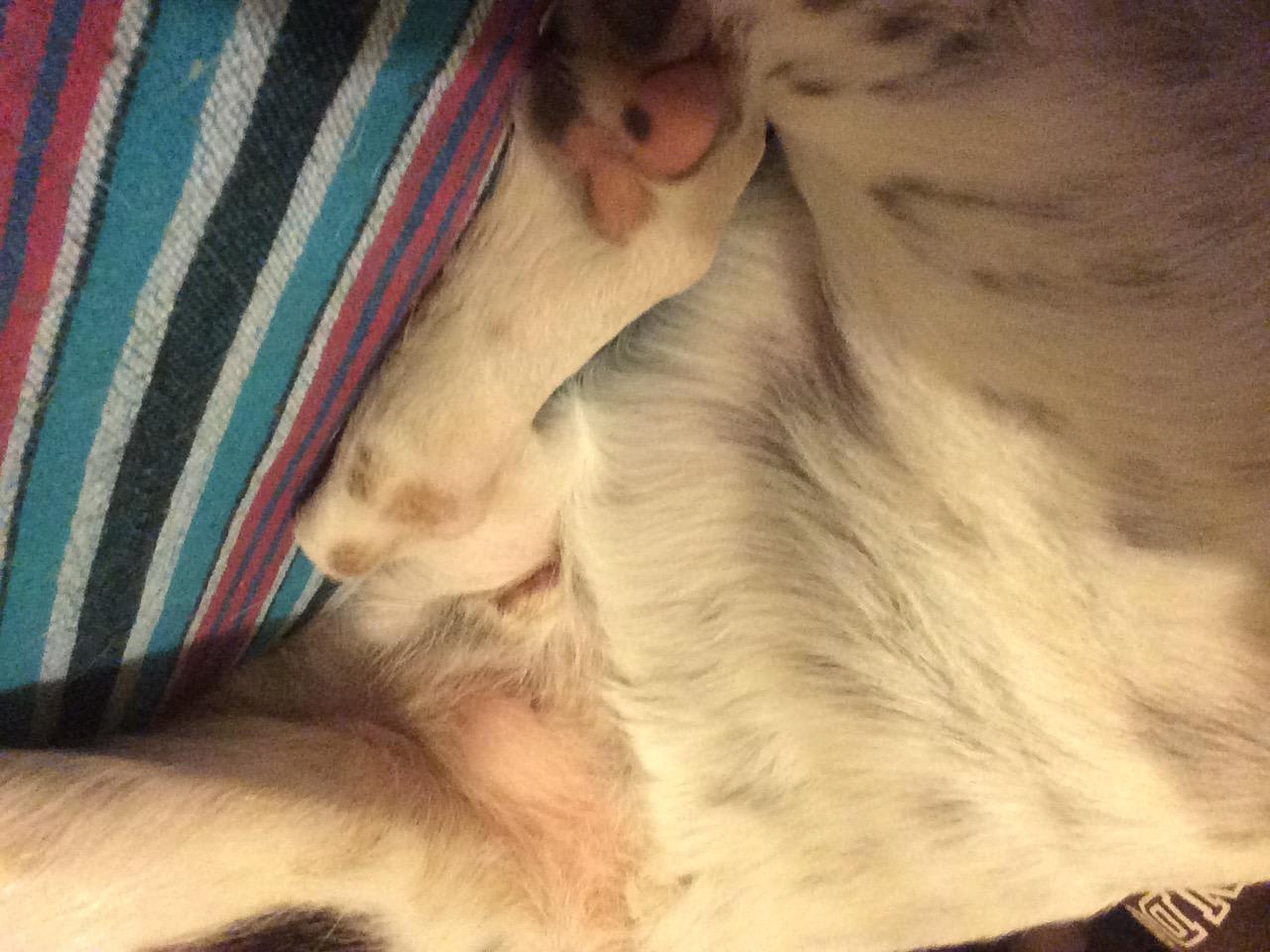 What's this lump on my neutered dog's abdomen near neuter scar? | Petco