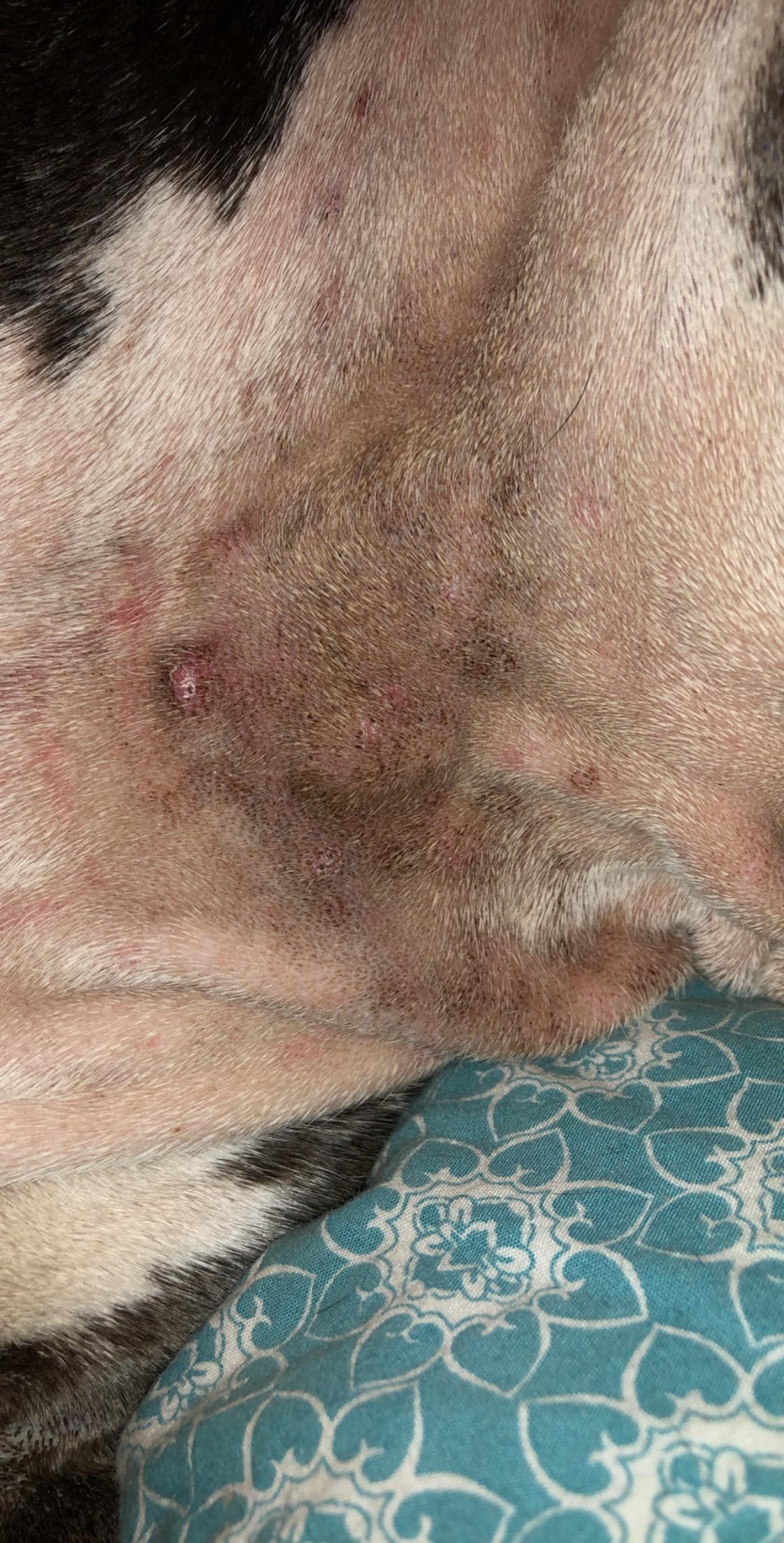 Why does my dog have a rash, red bumps, dark skin on neck? | Petco