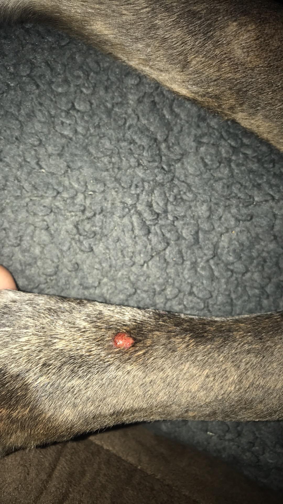 My dog has red, elevated skin tags on paw. What are they? | Petco