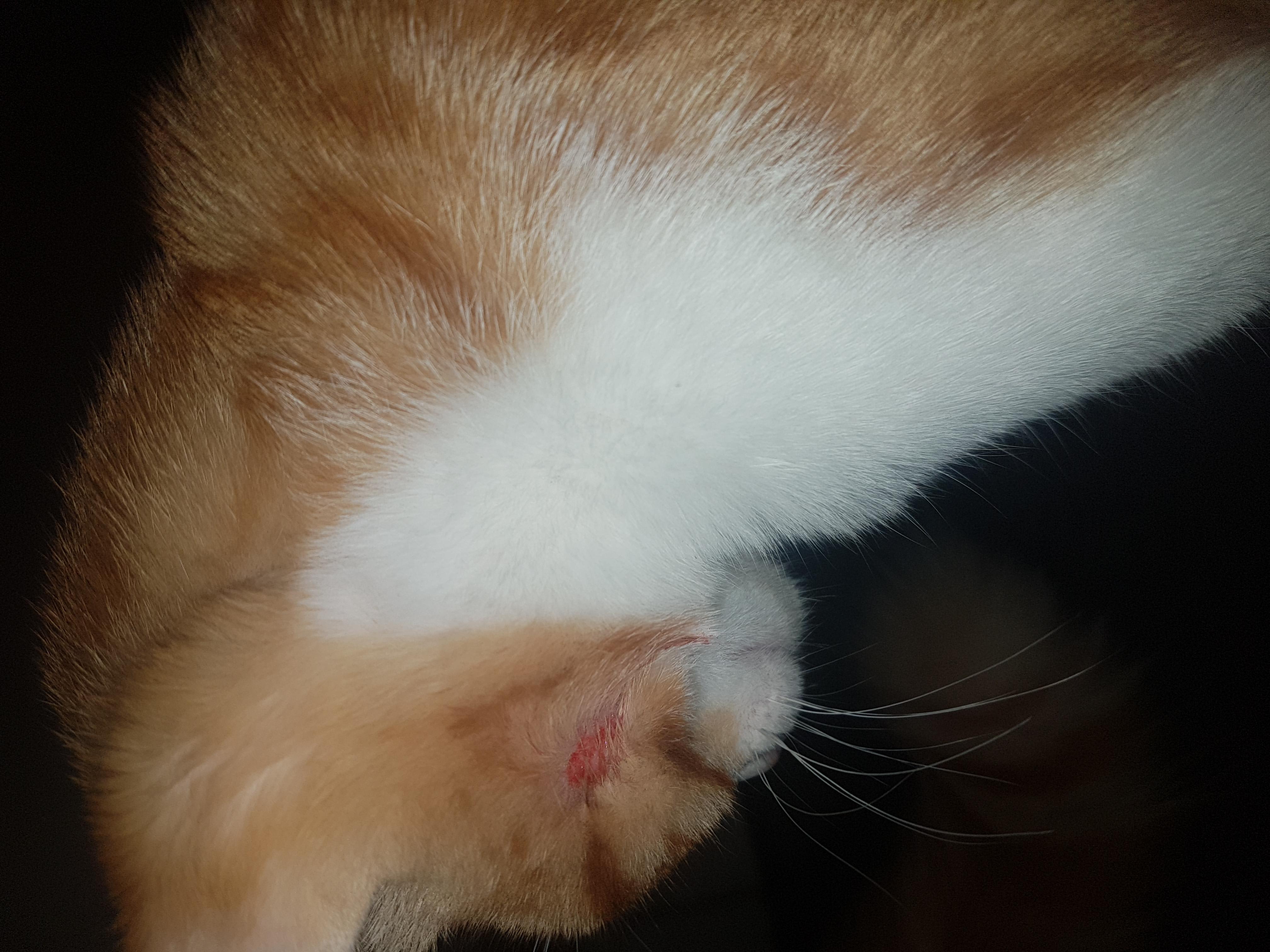 Kitten's cheek scab fell off, raw & bleeding. What's wrong? | Petco