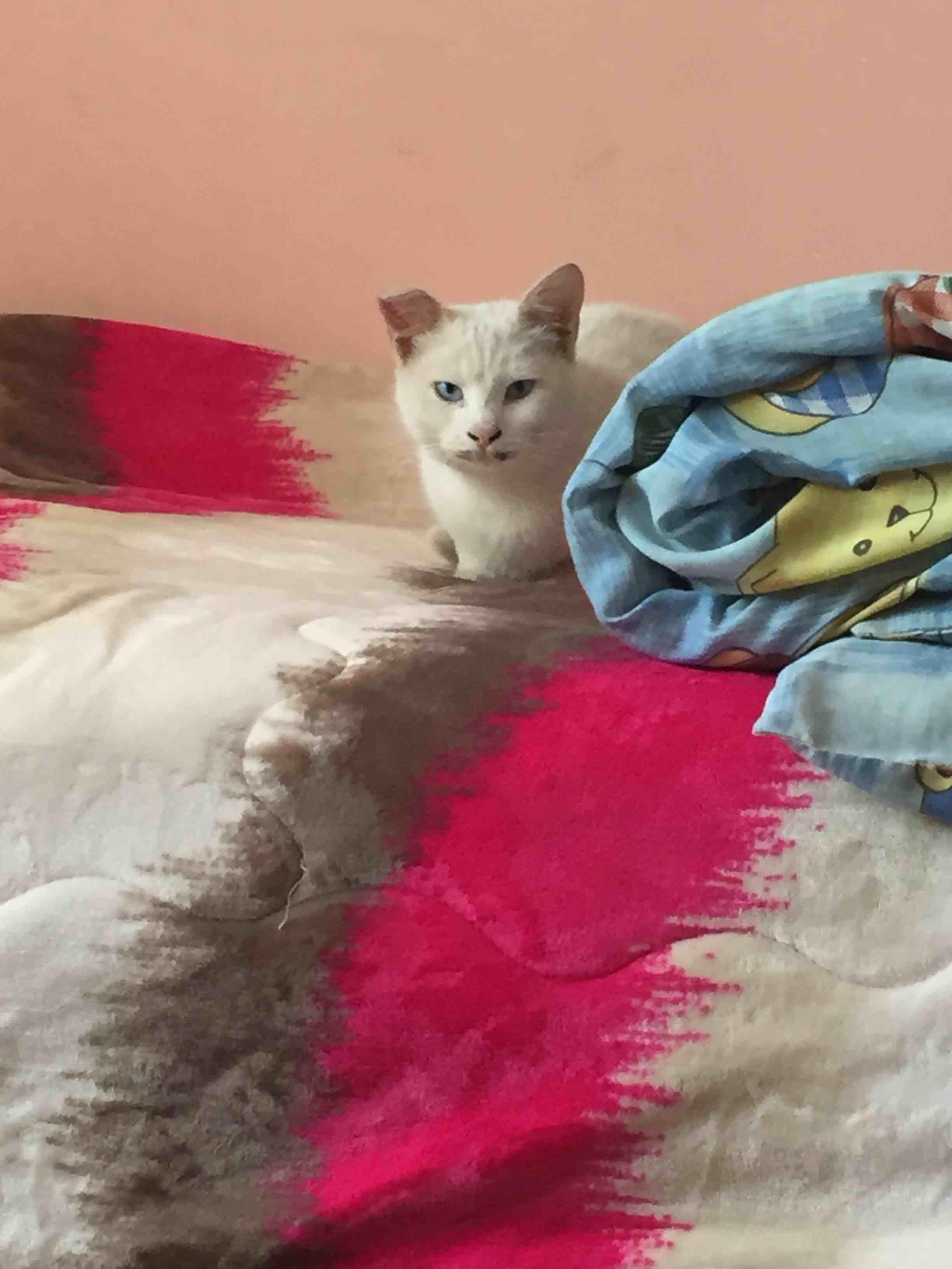 My Deaf Cat's Ear Is Drooping: Vet Concern or Normal? | Petco