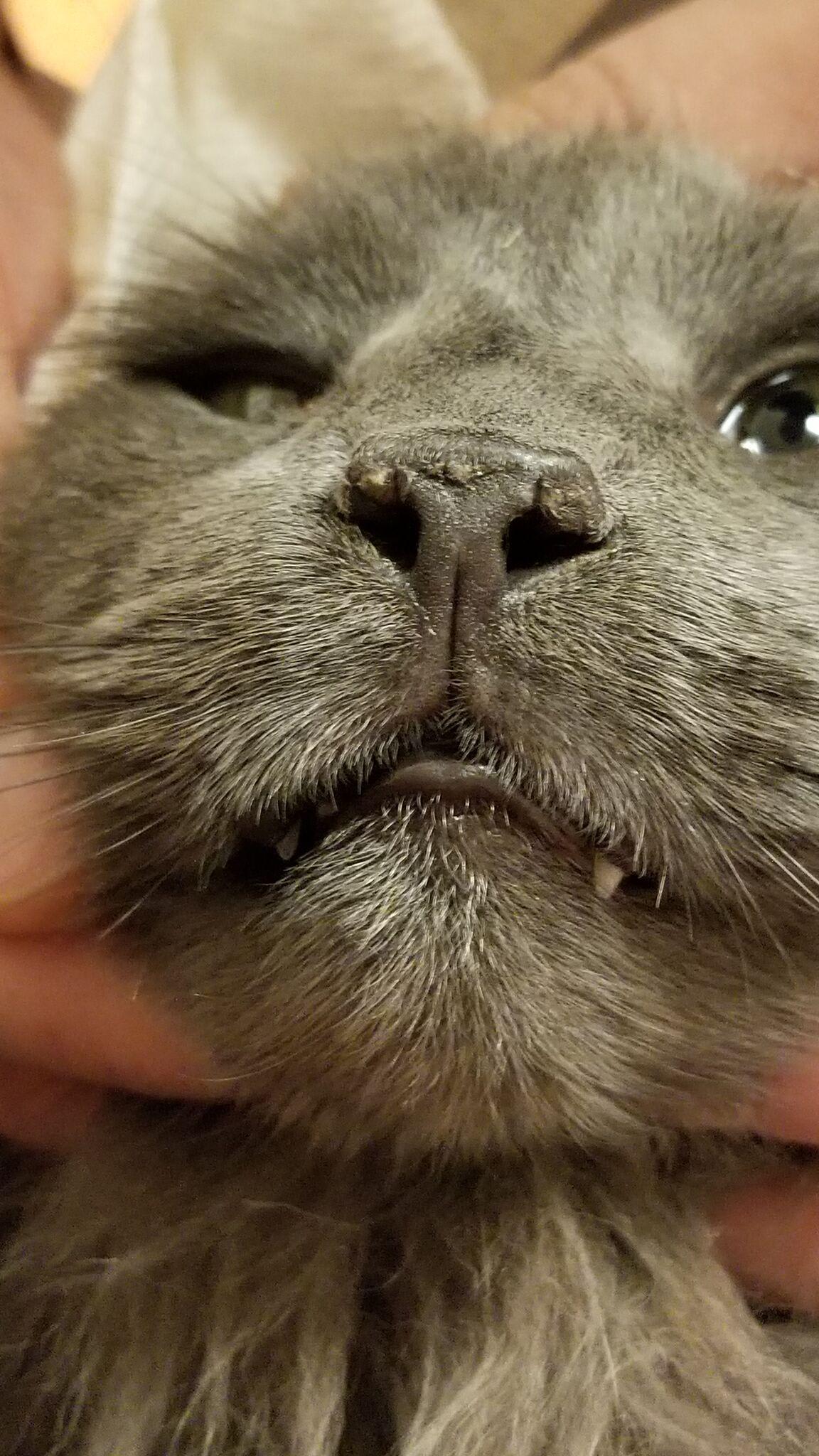 My rescue cat has a weird nose, leaky eyes, bloody boogers. Vet? | Petco