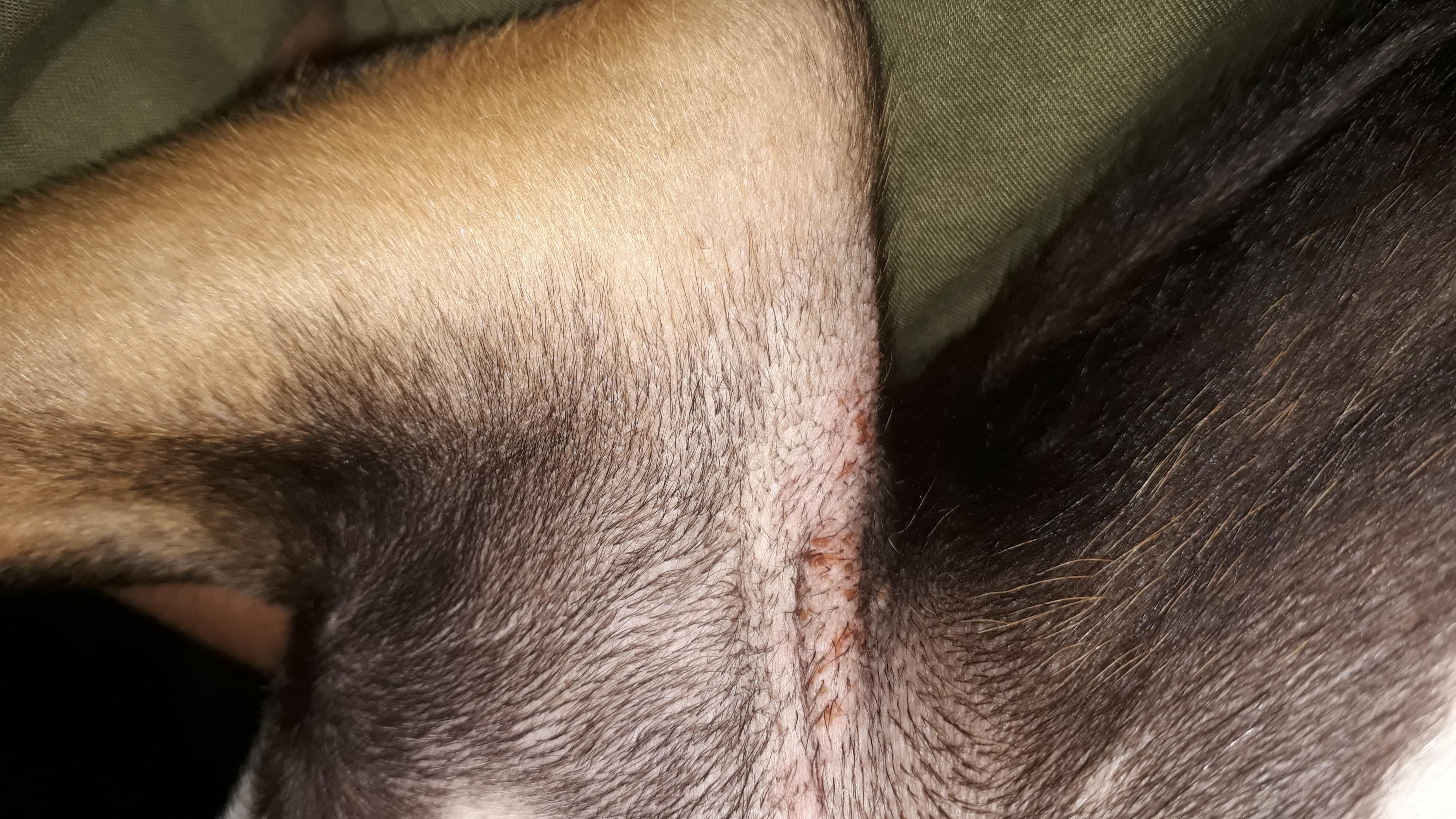 My Dog Has Itchy Leg Rashes After Eating Egg: Allergy or Heat? | Petco