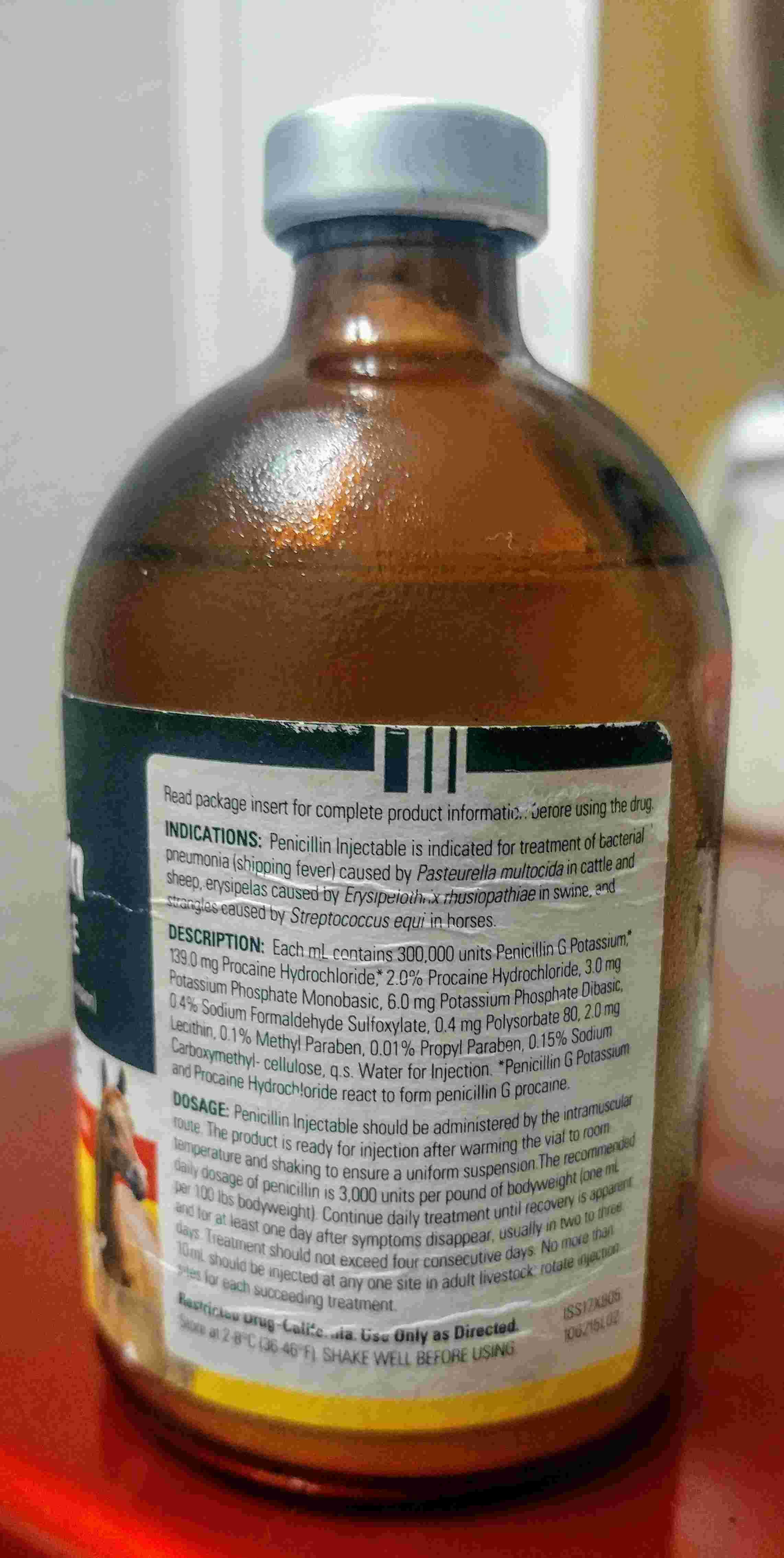 Penicillin for dogs: Should I inject IM or Sub-Q for safety? | Petco