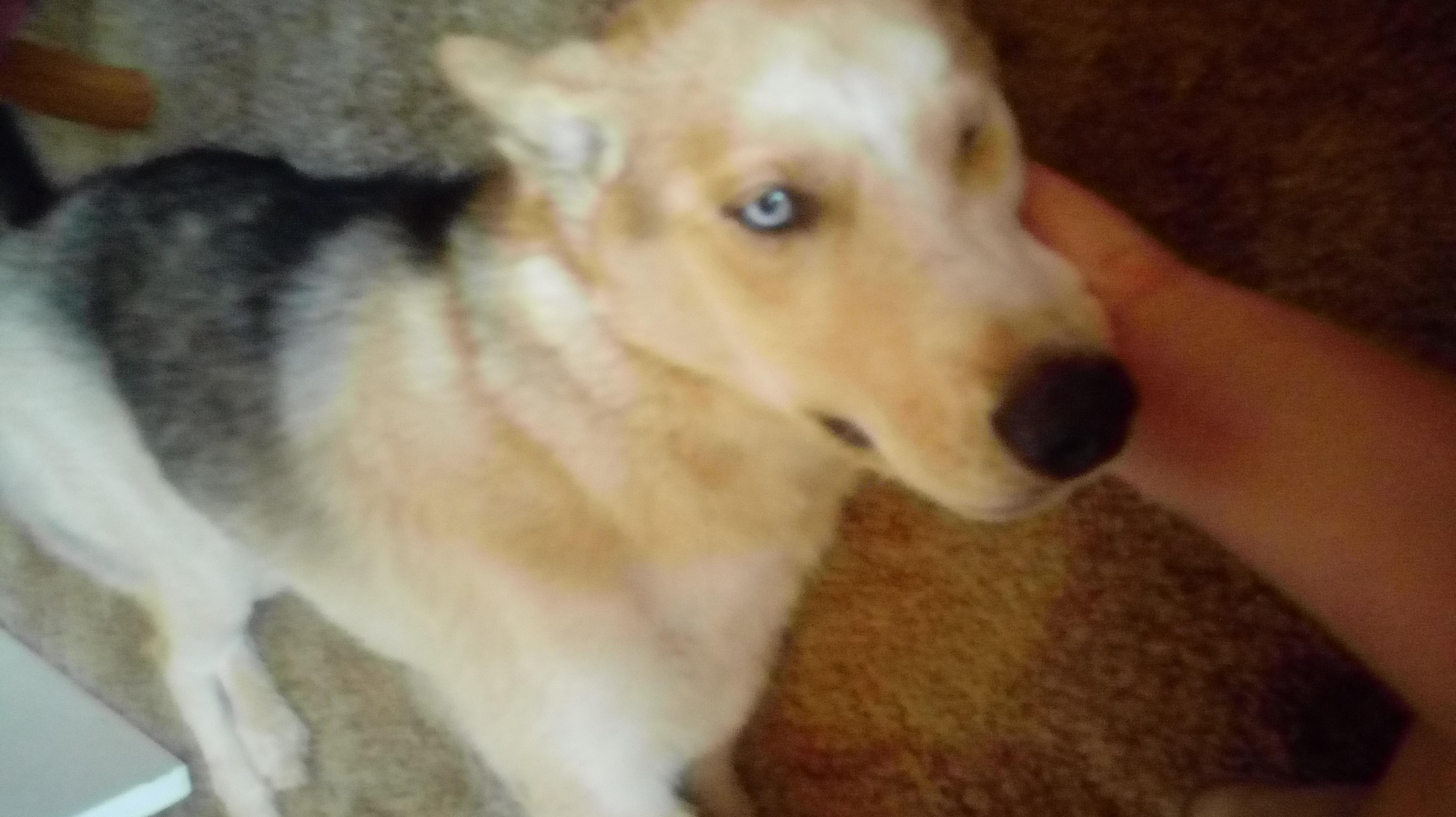 My husky has cat scratch fever and is feeling really ill. We know its ...