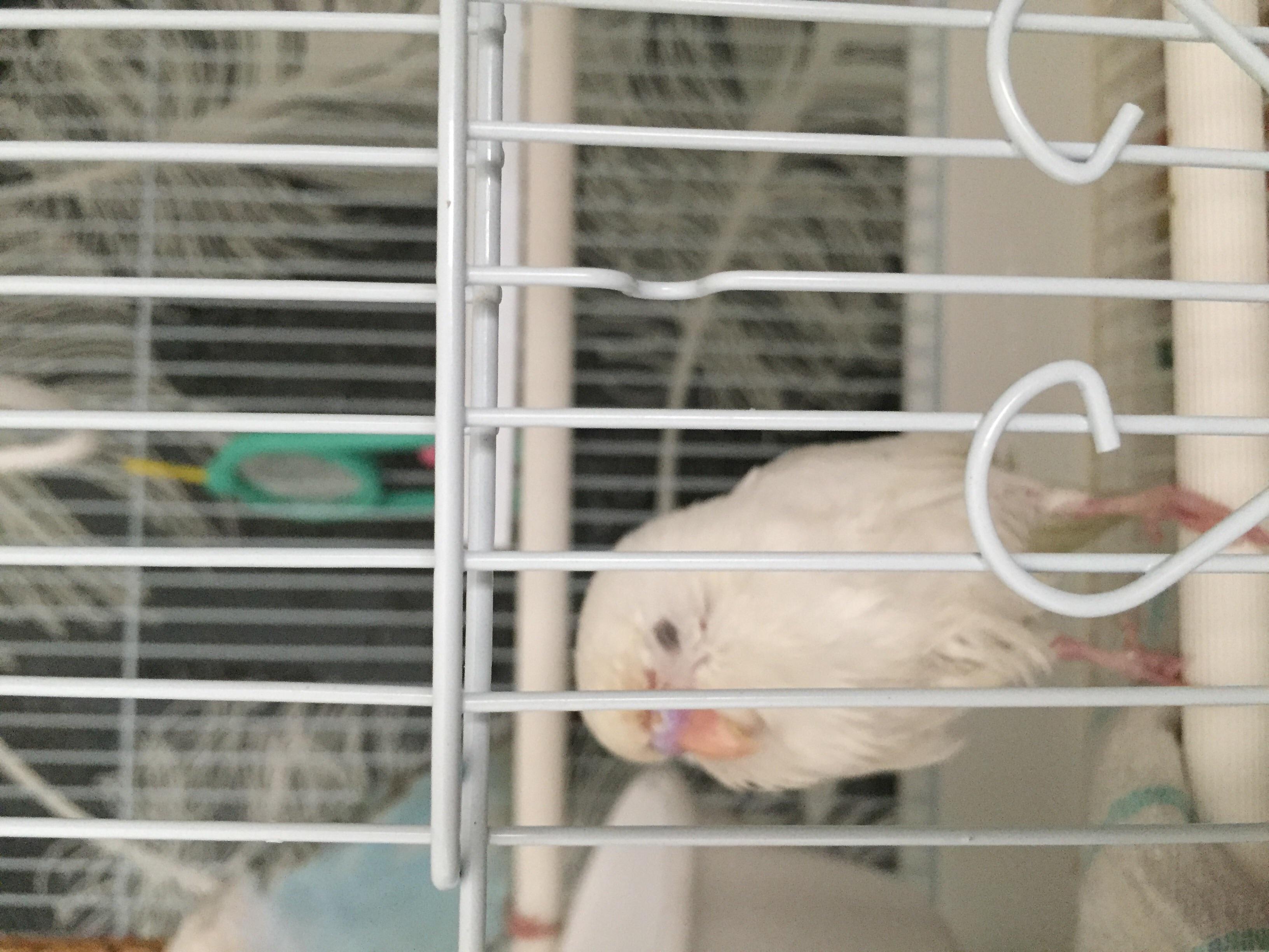 Why is my budgie skinny, sleepy, itching, not eating? Is it sick? | Petco
