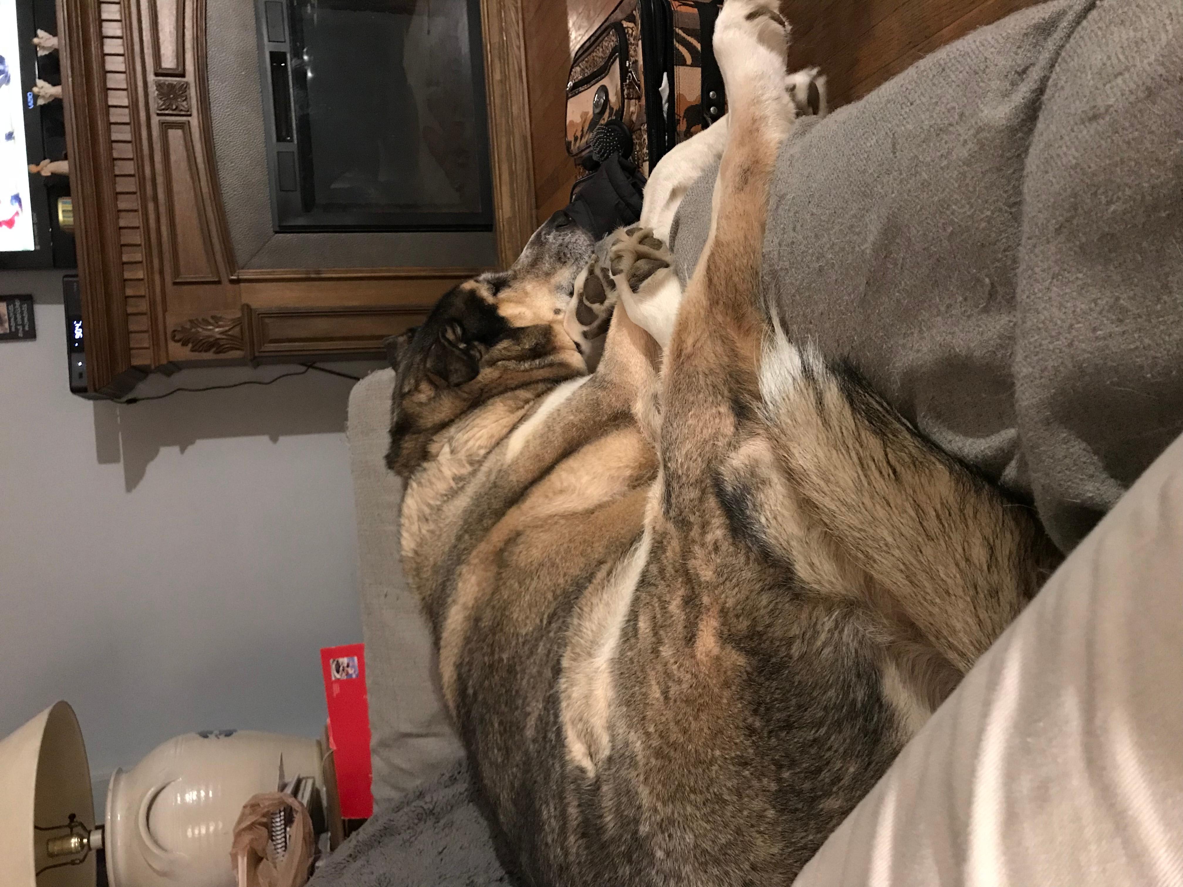 Large Dog Hip Pain & Stiffness: Can He Walk? What Meds Help? | Petco