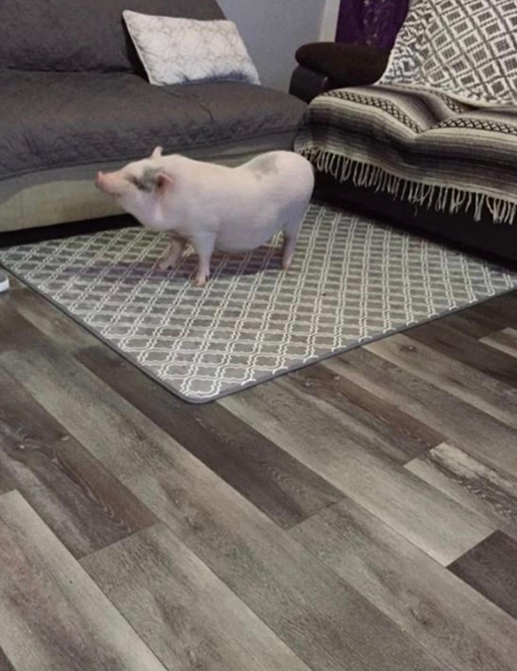 Worried About a Lump on Your Pot Belly Pig's Belly After Vaccine? | Petco