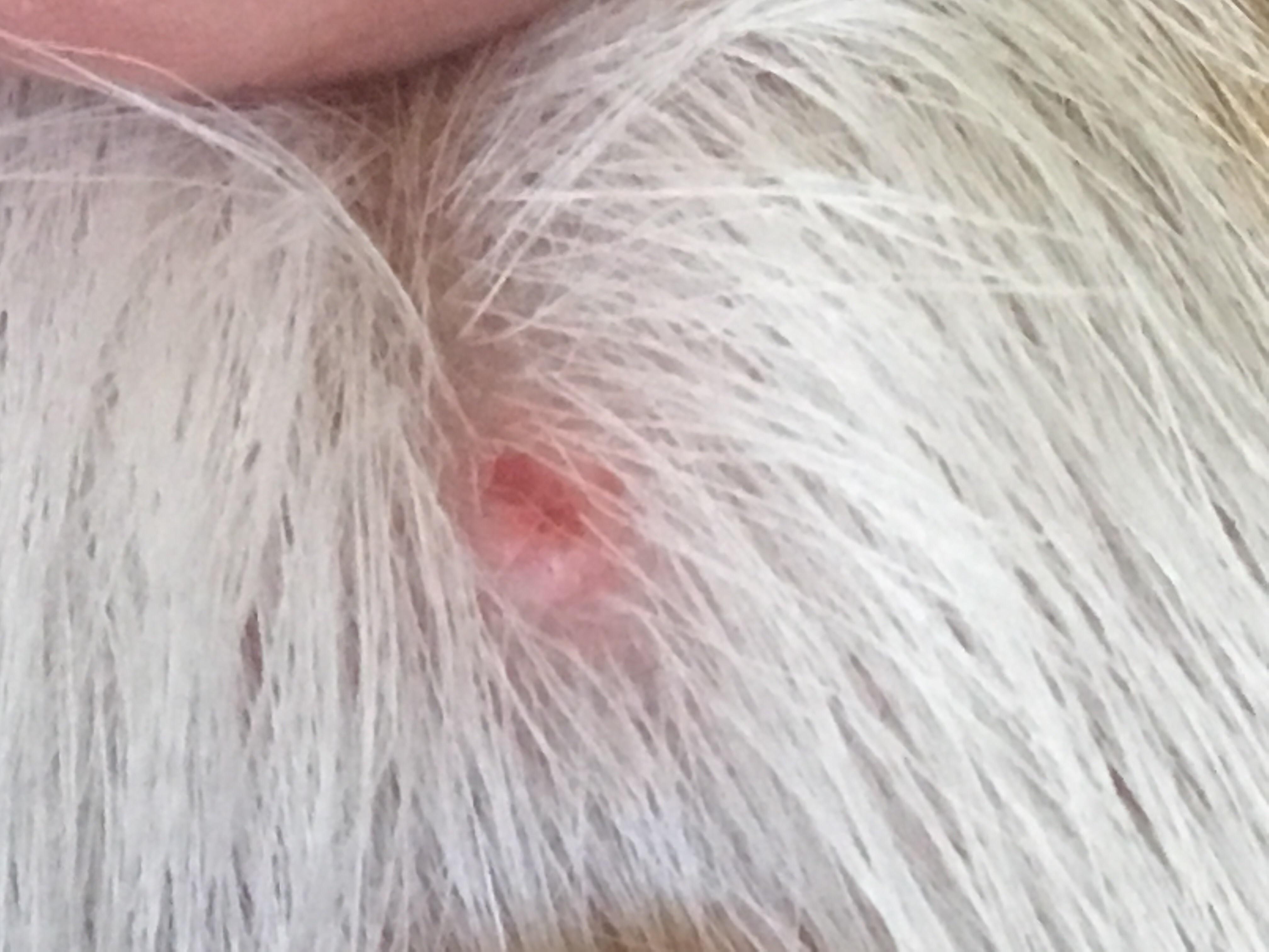 My dog has a bump and her hair is turning dark. What's wrong? | Petco