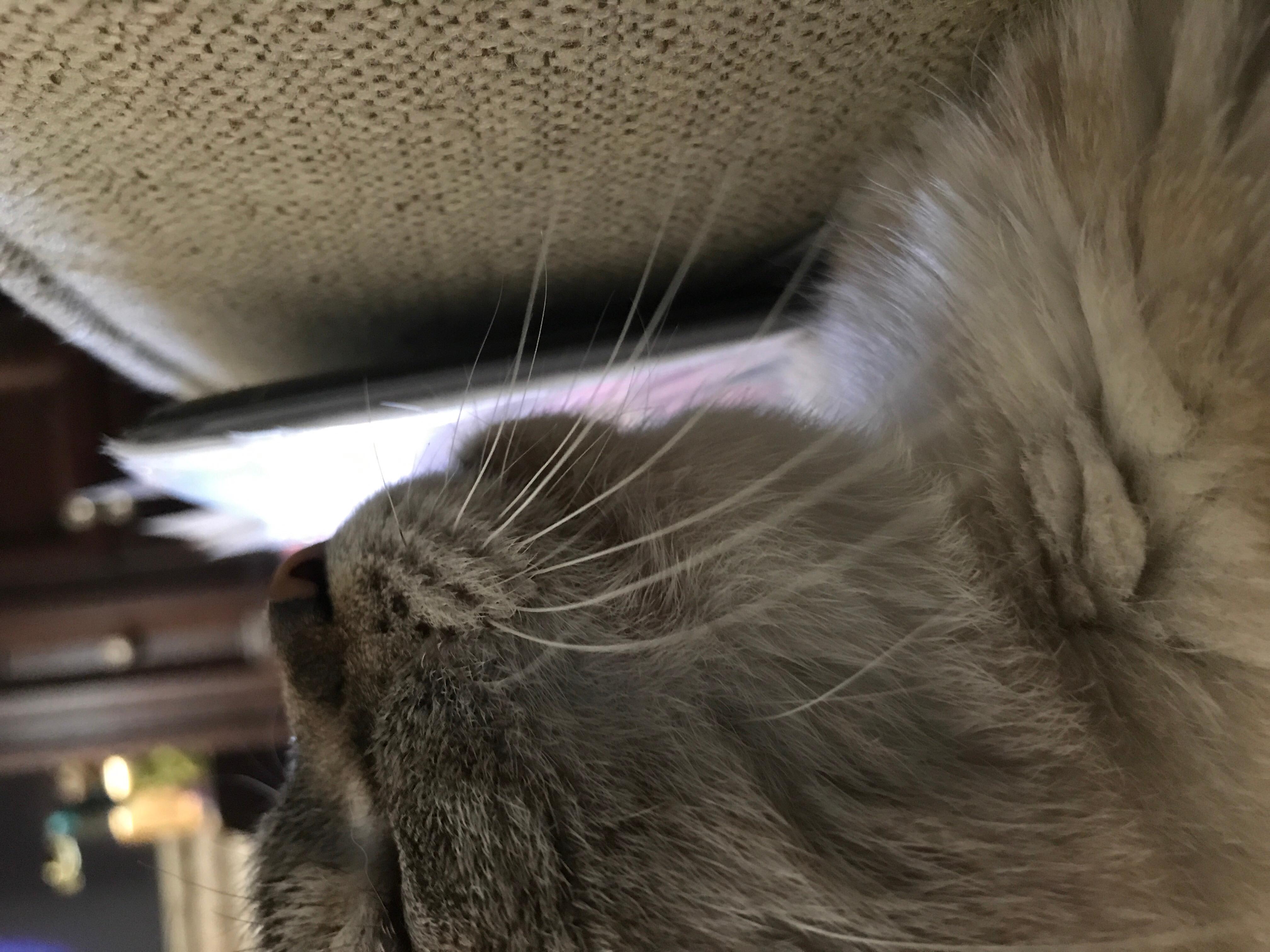 Cat has a hard lump under chin? When to take her to the vet | Petco