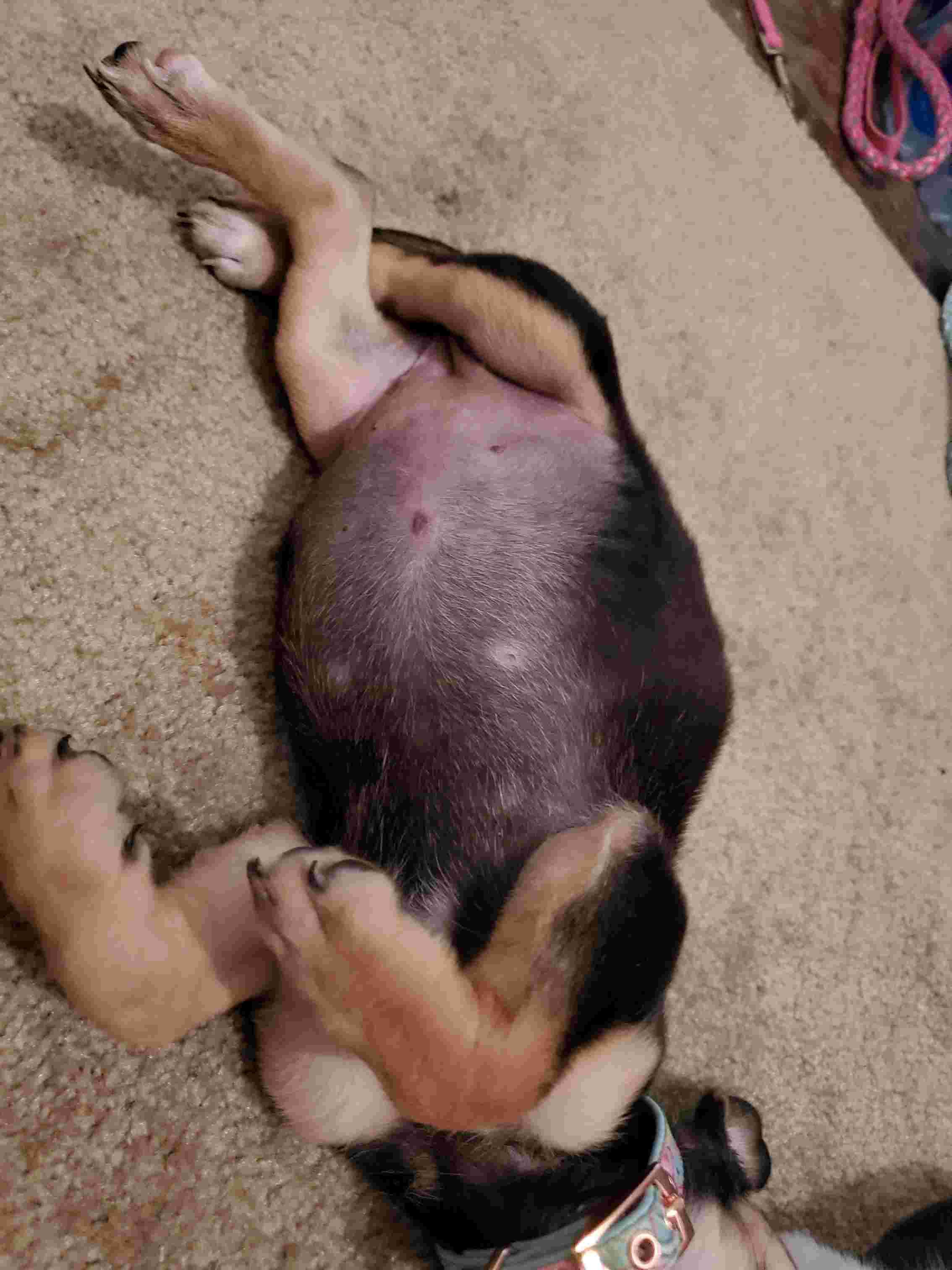 My puppy: swollen belly, sleeping more, weird breathing? | Petco