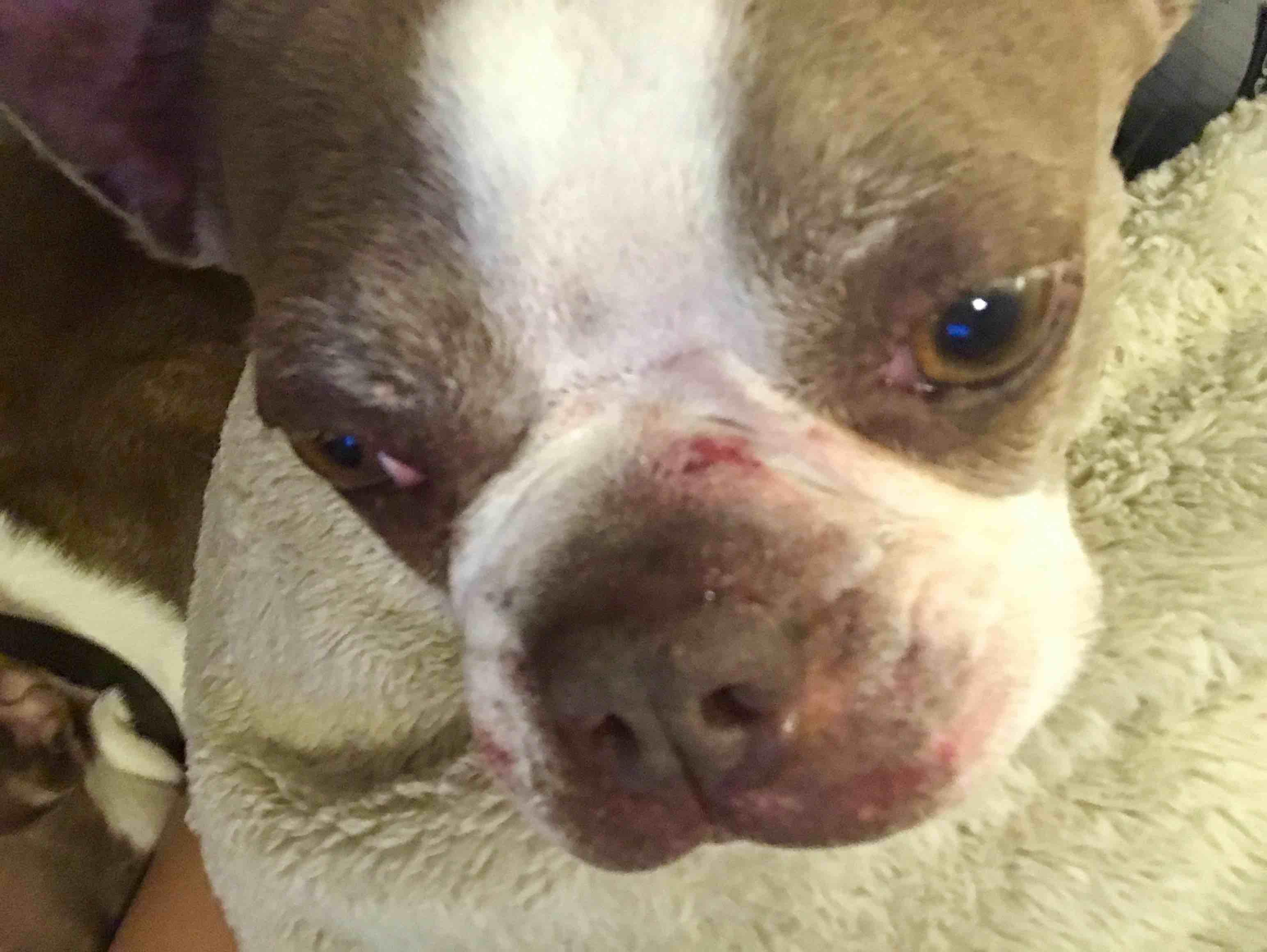 Dog Fight: My Dog Has Nose & Lip Puncture Wounds. What to Do? | Petco