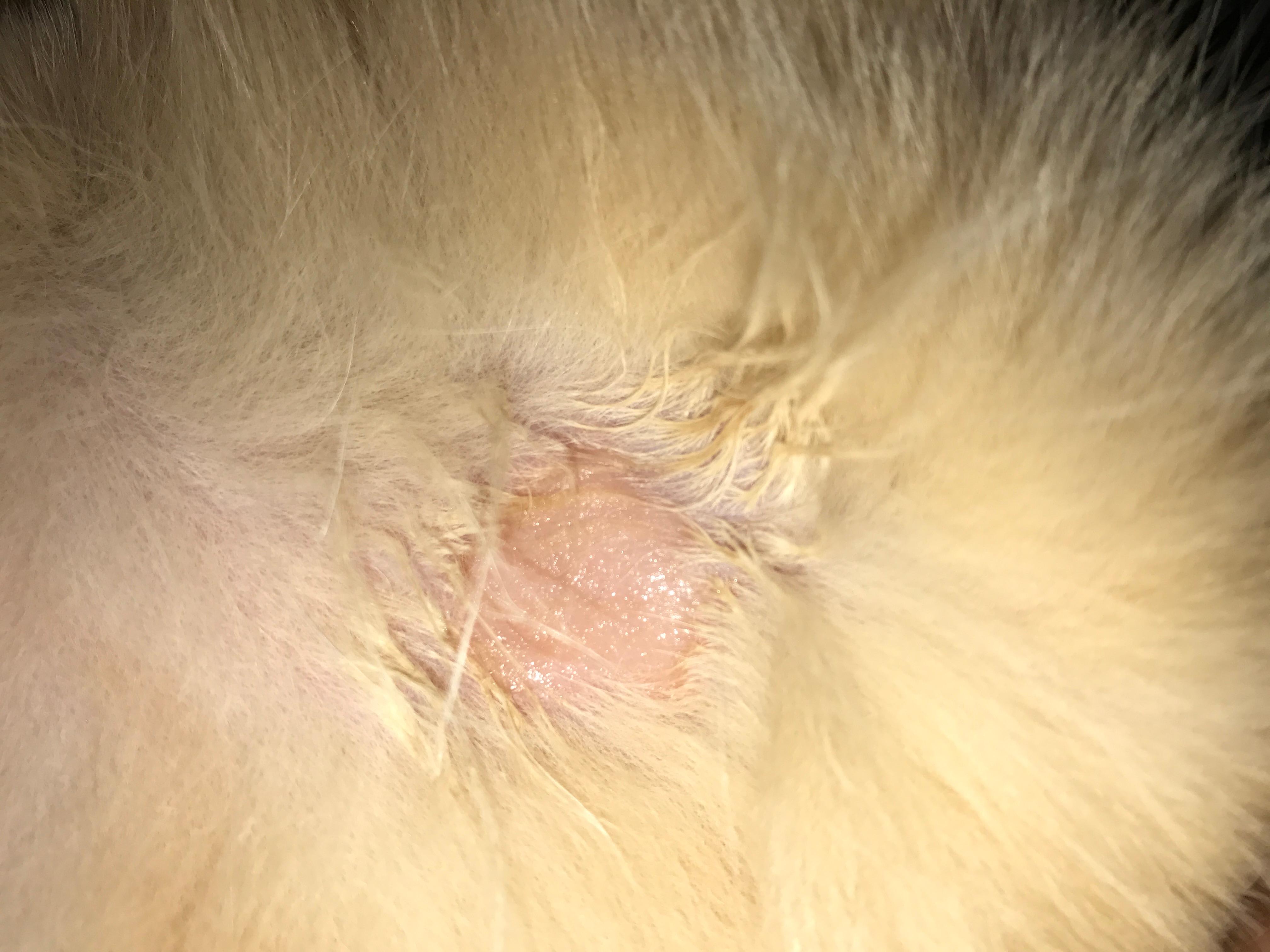 Moist Skin Spots on Your Dog? Ringworm if Blue Light is Negative? | Petco
