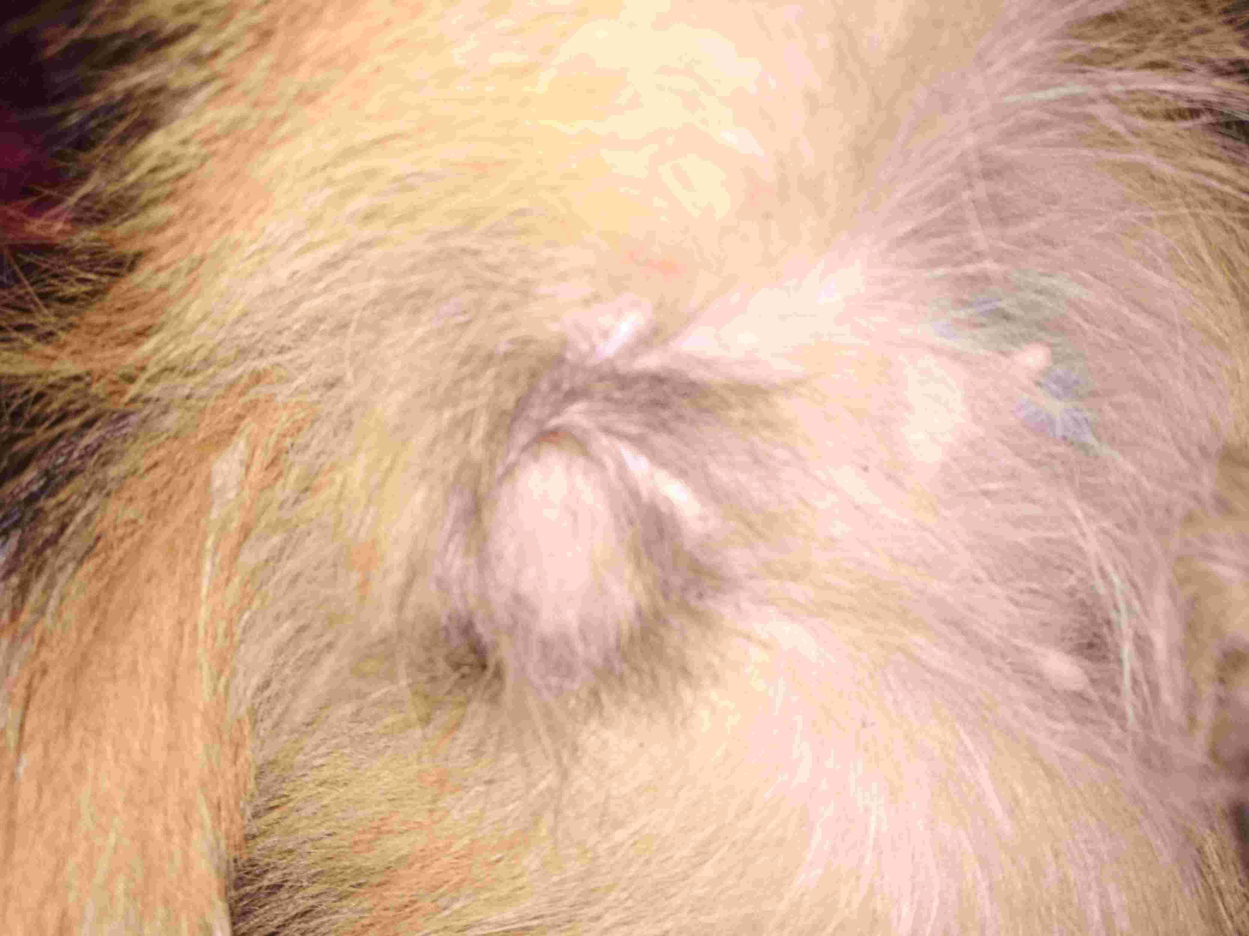 Why Is My Unspayed Dog's Vulva Swollen? Is She in Heat? | Petco