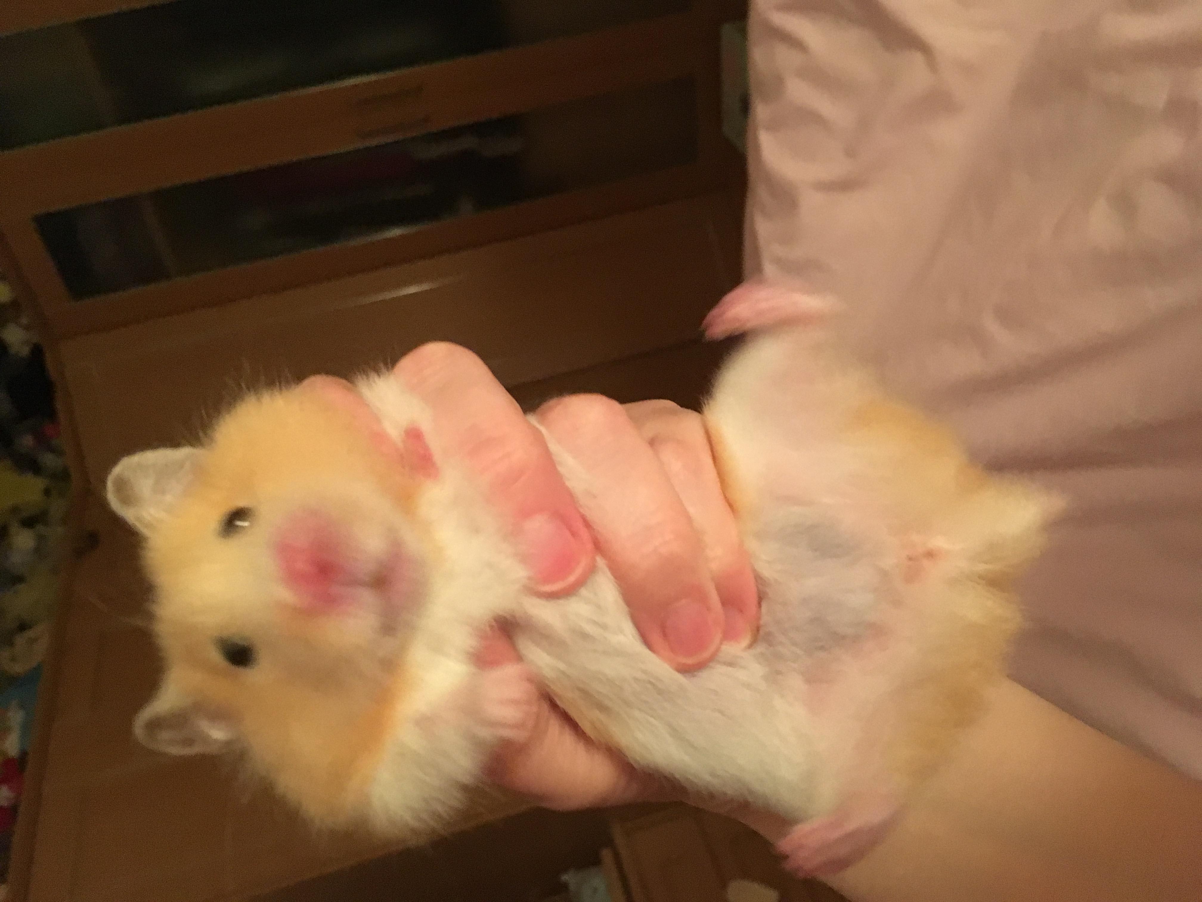 My Hamster Has a Red, Swollen Bump on Her Nose. What Is It? | Petco